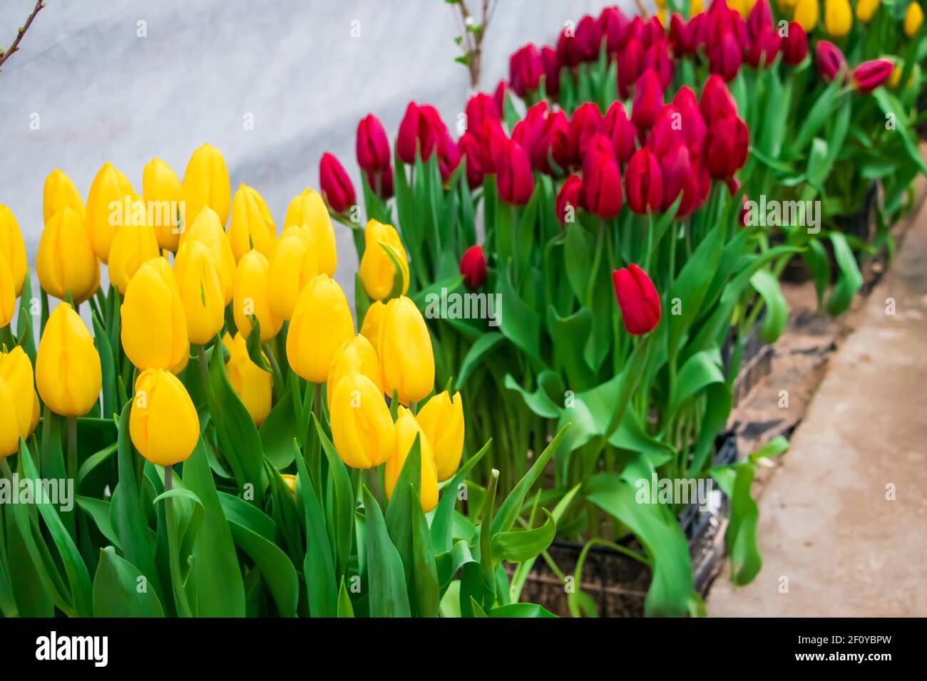 Yellow and red tulips in seedling boxes. Growing flowers in greenhouse ...