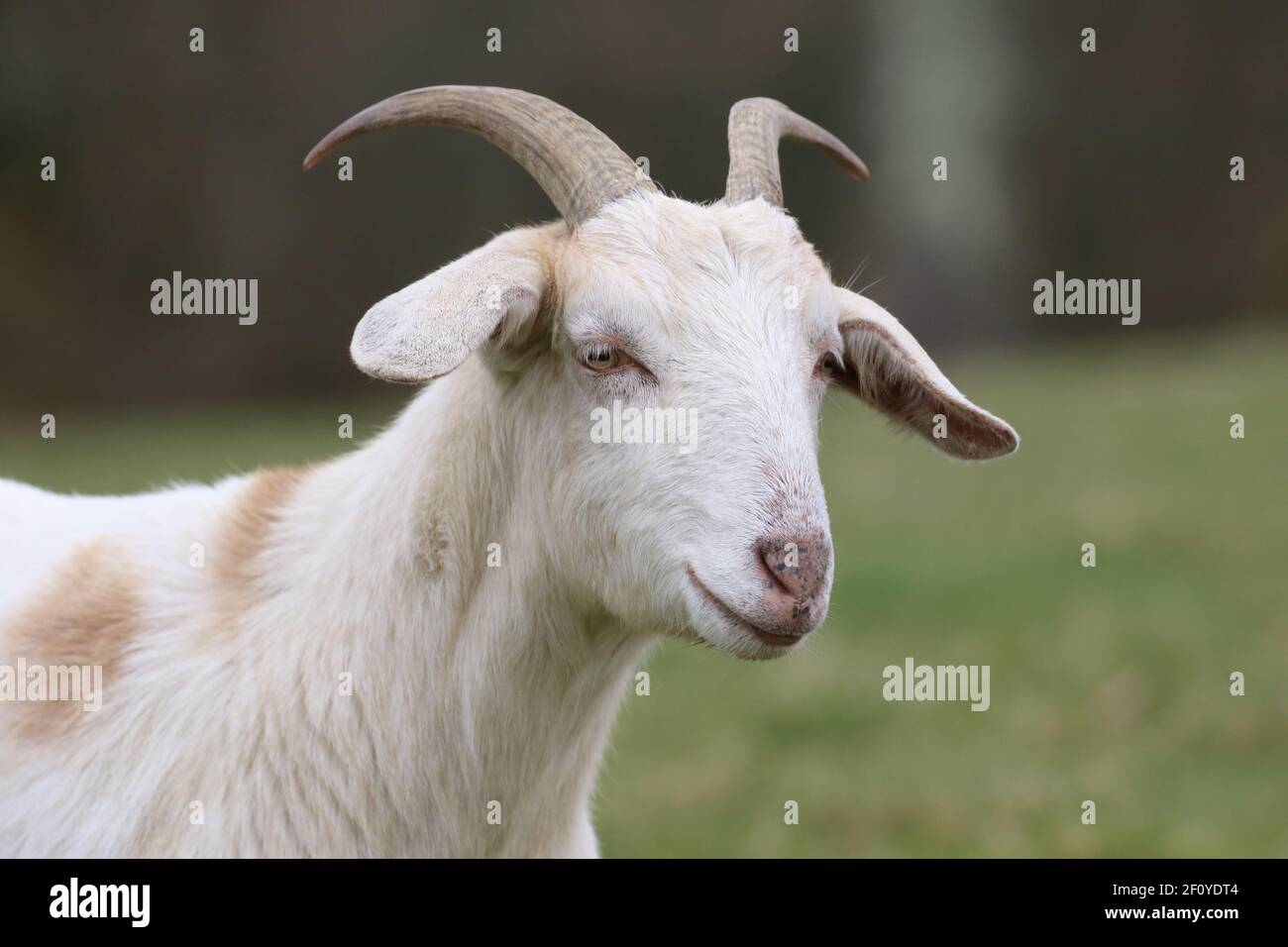 Pretty goat hi-res stock photography and images - Alamy