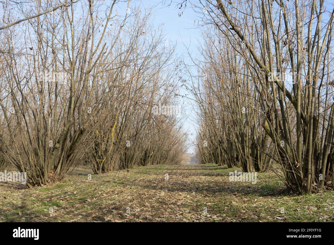 Hazelnut trees during the winter in the Langhe, Piedmont - Italy Stock ...