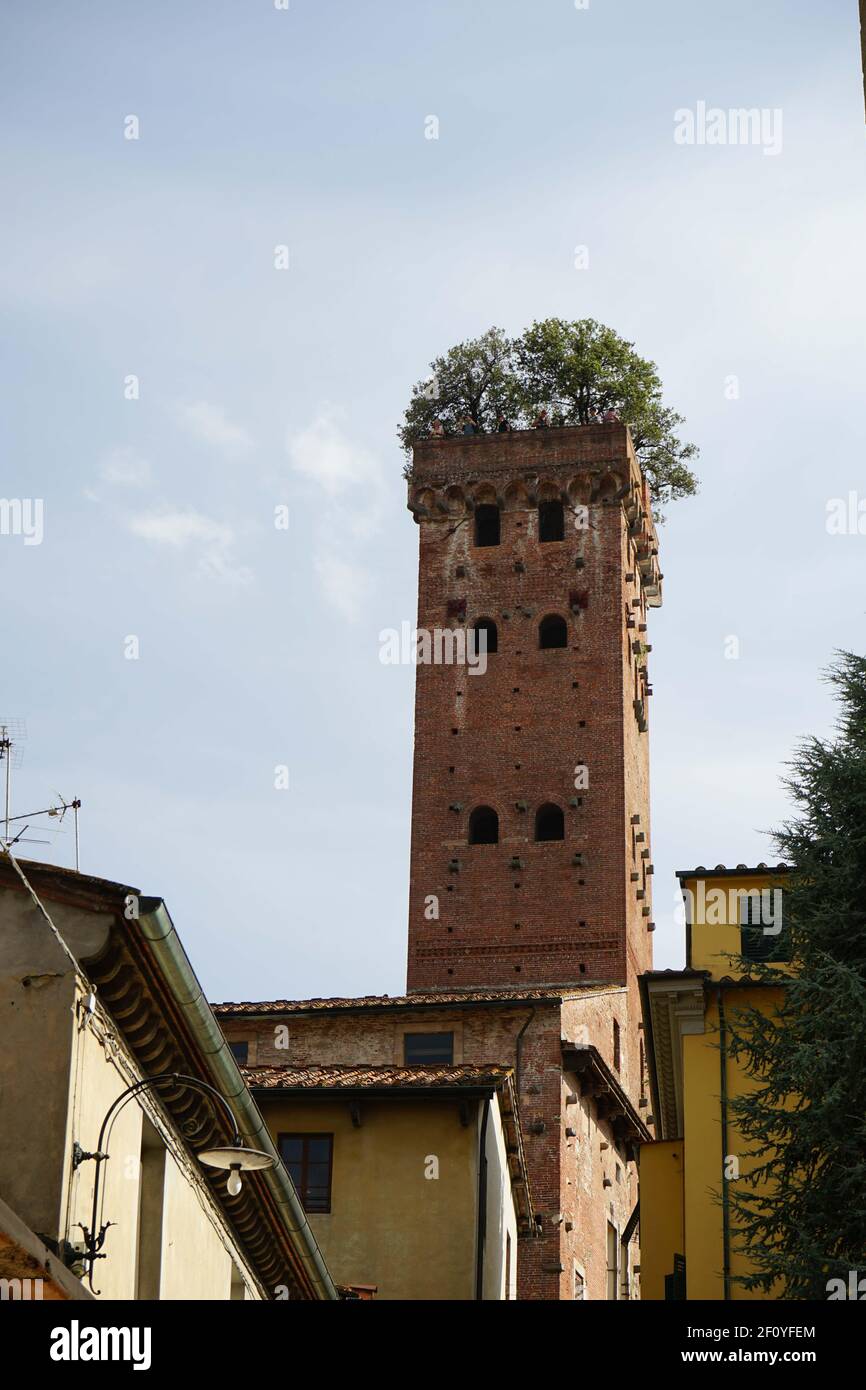 The Guinigi tower in Lucca, Tuscany - Italy Stock Photo - Alamy