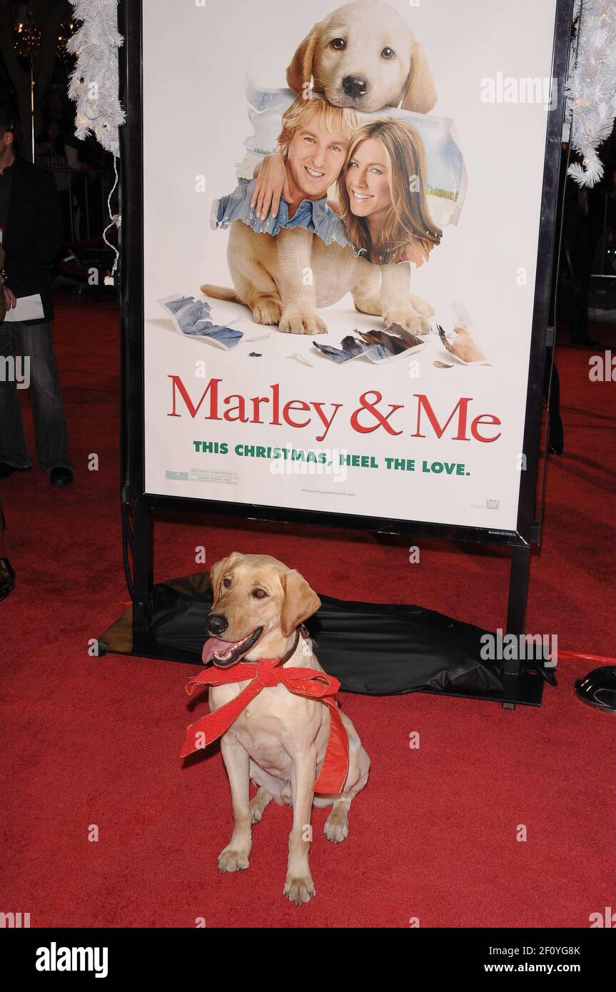 Marley. 11 December 2008, Westwood, California. Marley & Me premiere ...