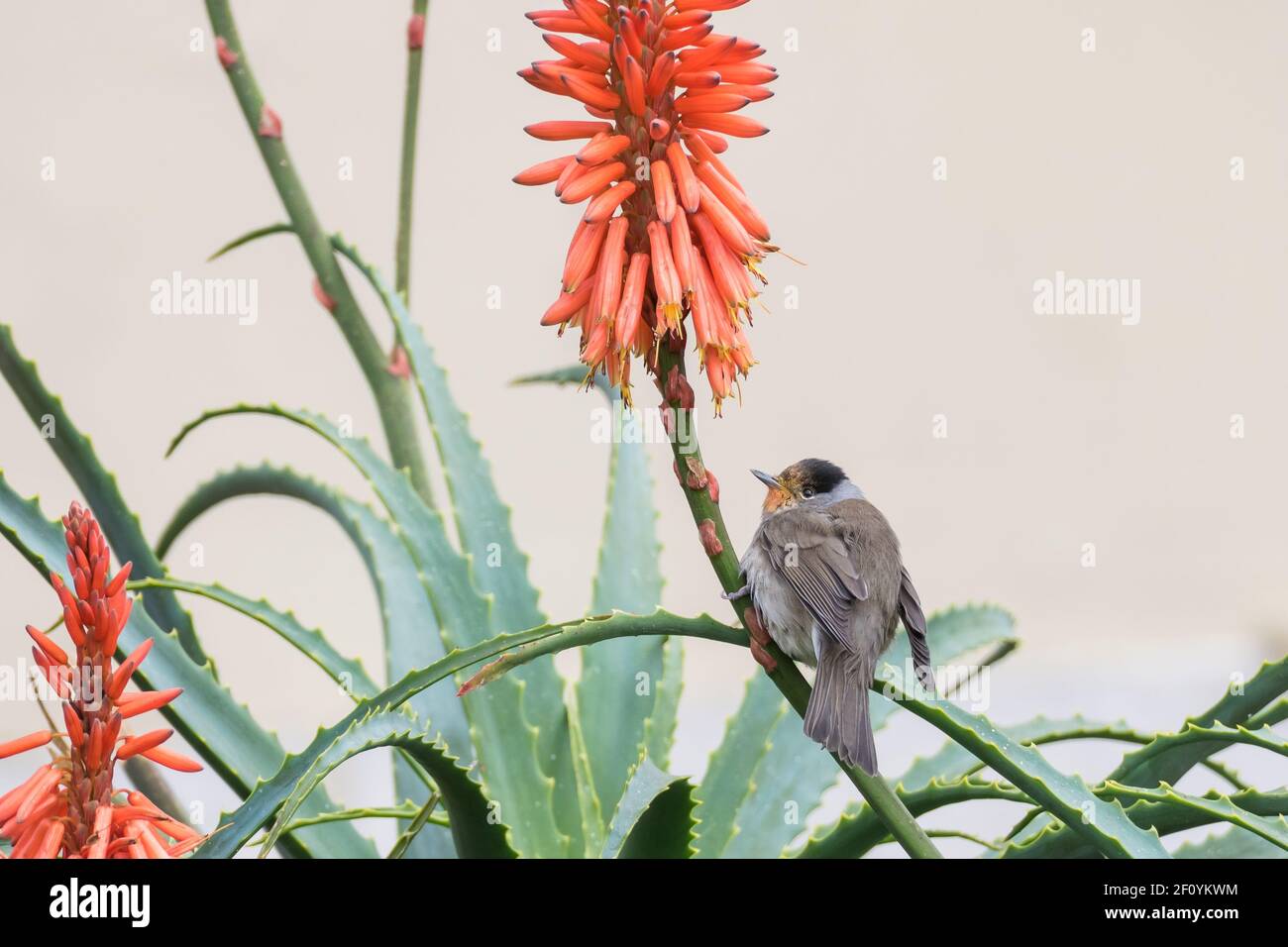 Black cap bird hi-res stock photography and images - Alamy