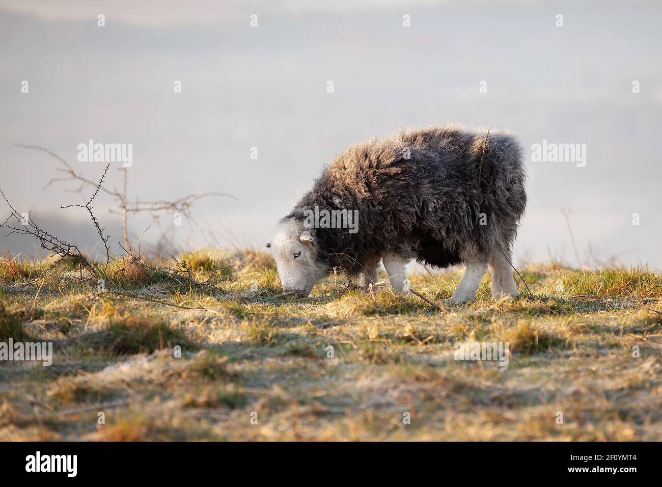 Hampshire sheep hi-res stock photography and images - Alamy