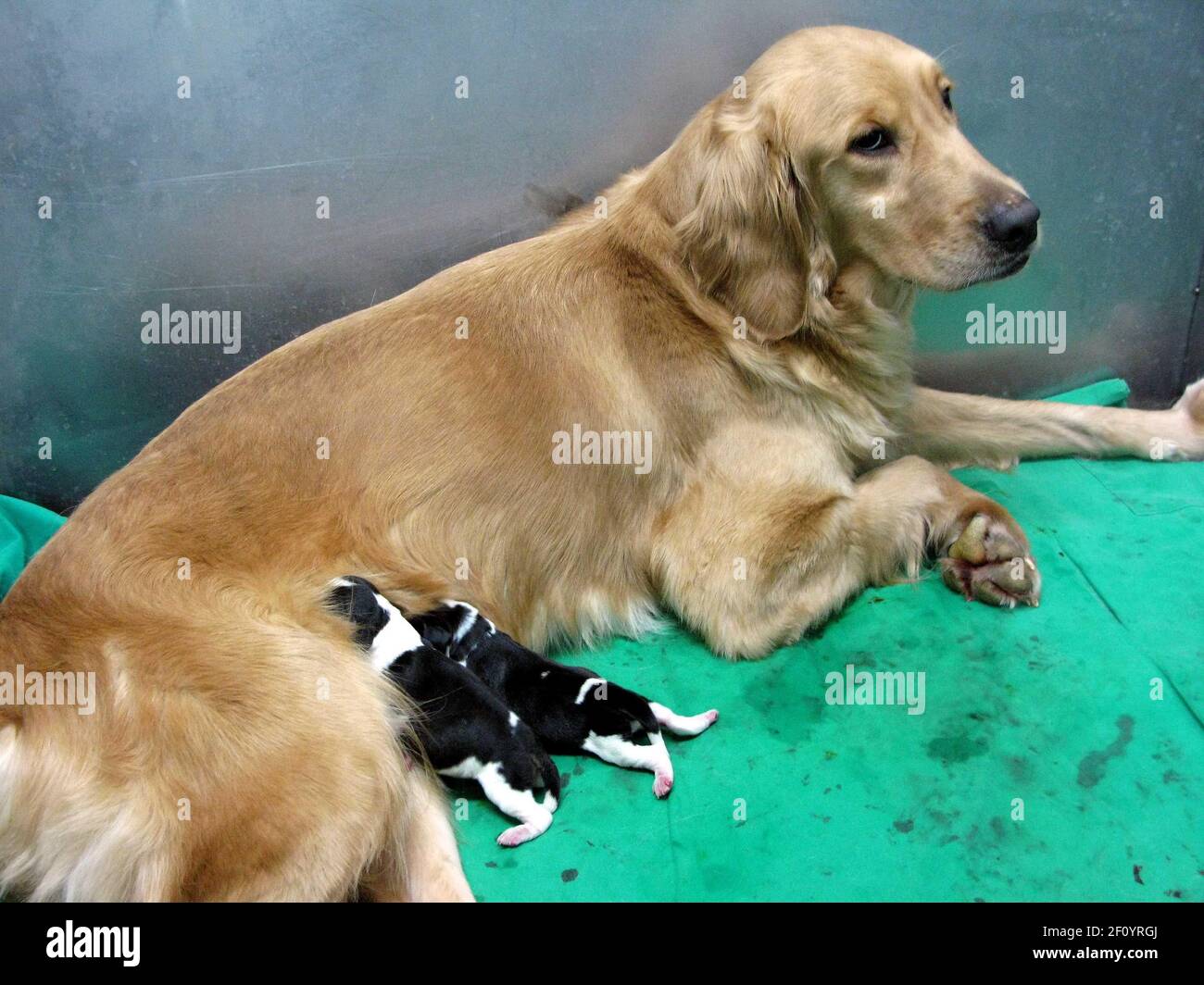 30 January 2009 - Seoul, South Korea - Handout photo from South Korean ...