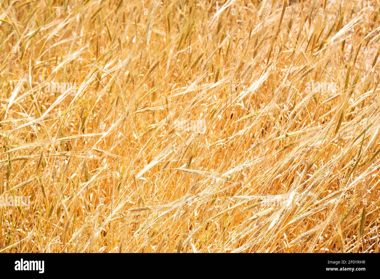 Dry farming iran hi-res stock photography and images - Alamy