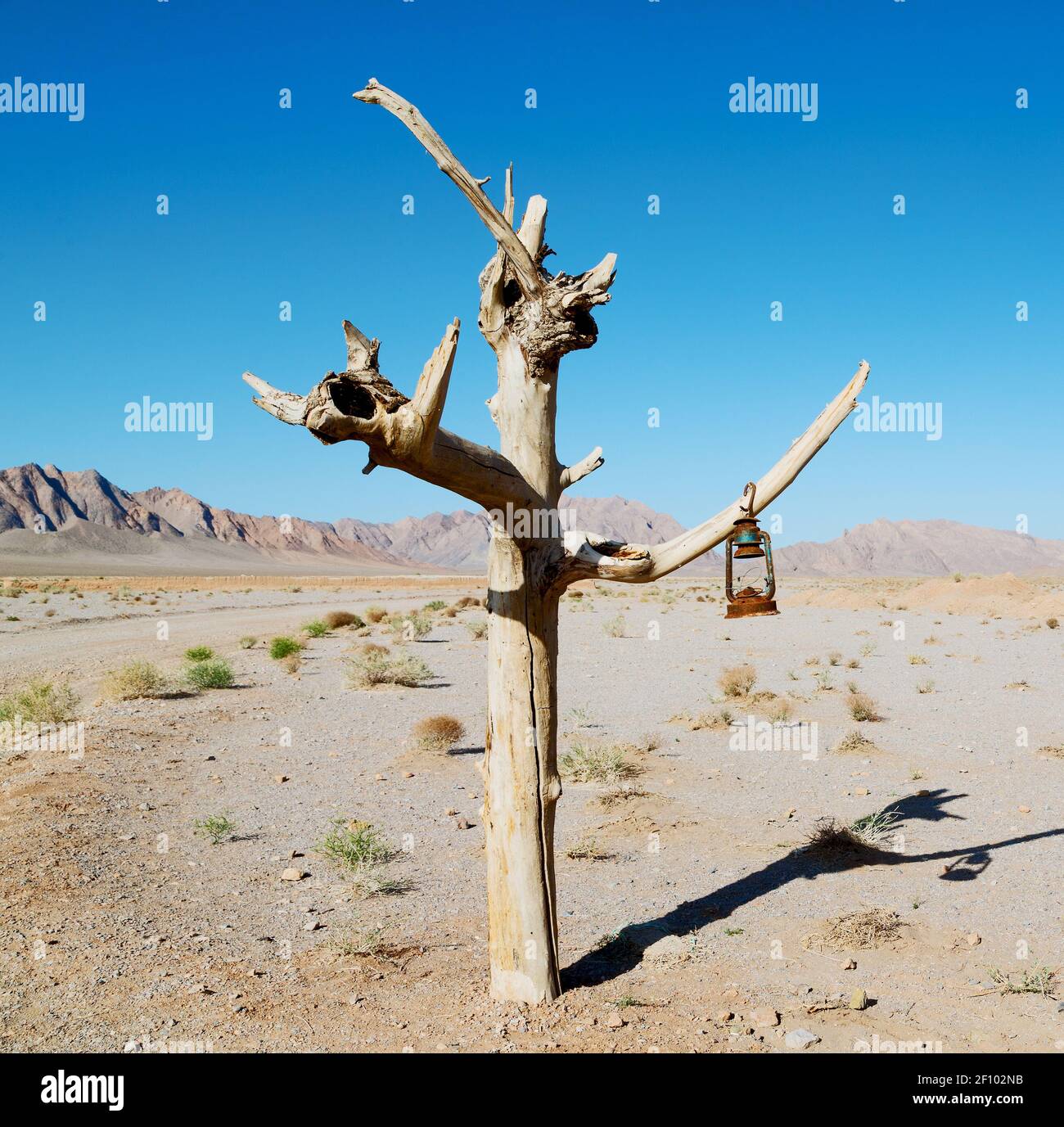 In iran old dead tree Stock Photo - Alamy