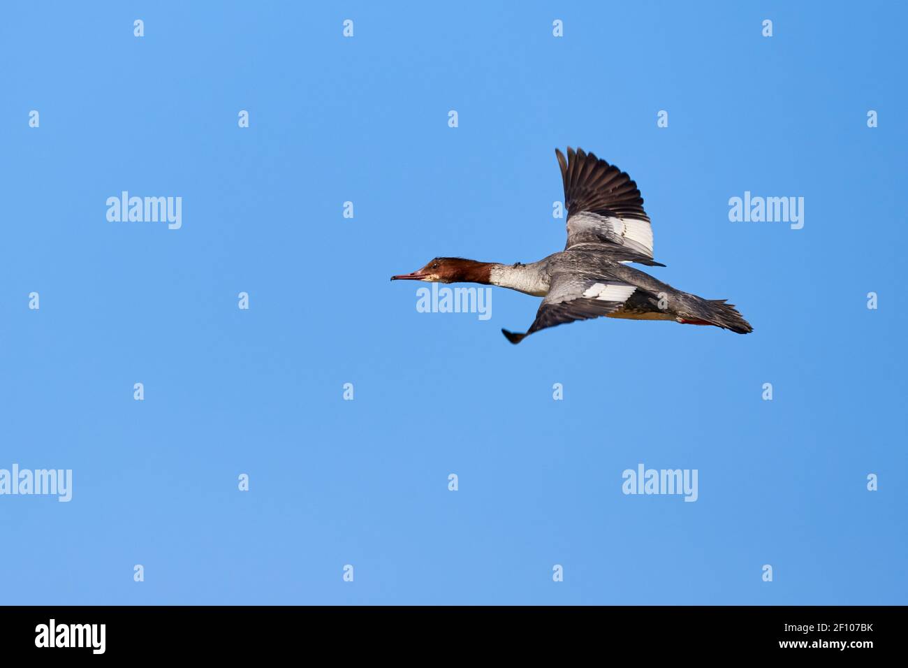 Common merganser or Goosander in flight (Mergus merganser) Female bird ...