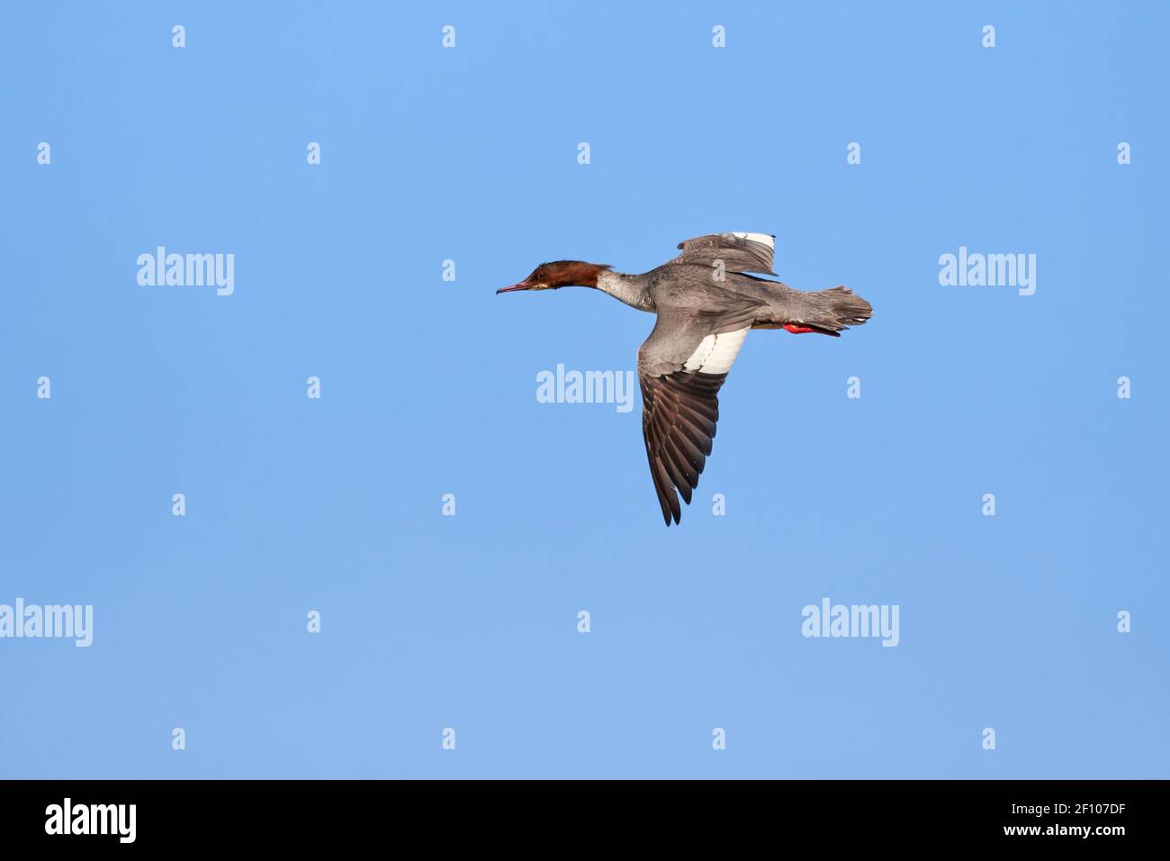 Common merganser or Goosander in flight (Mergus merganser) Female bird ...
