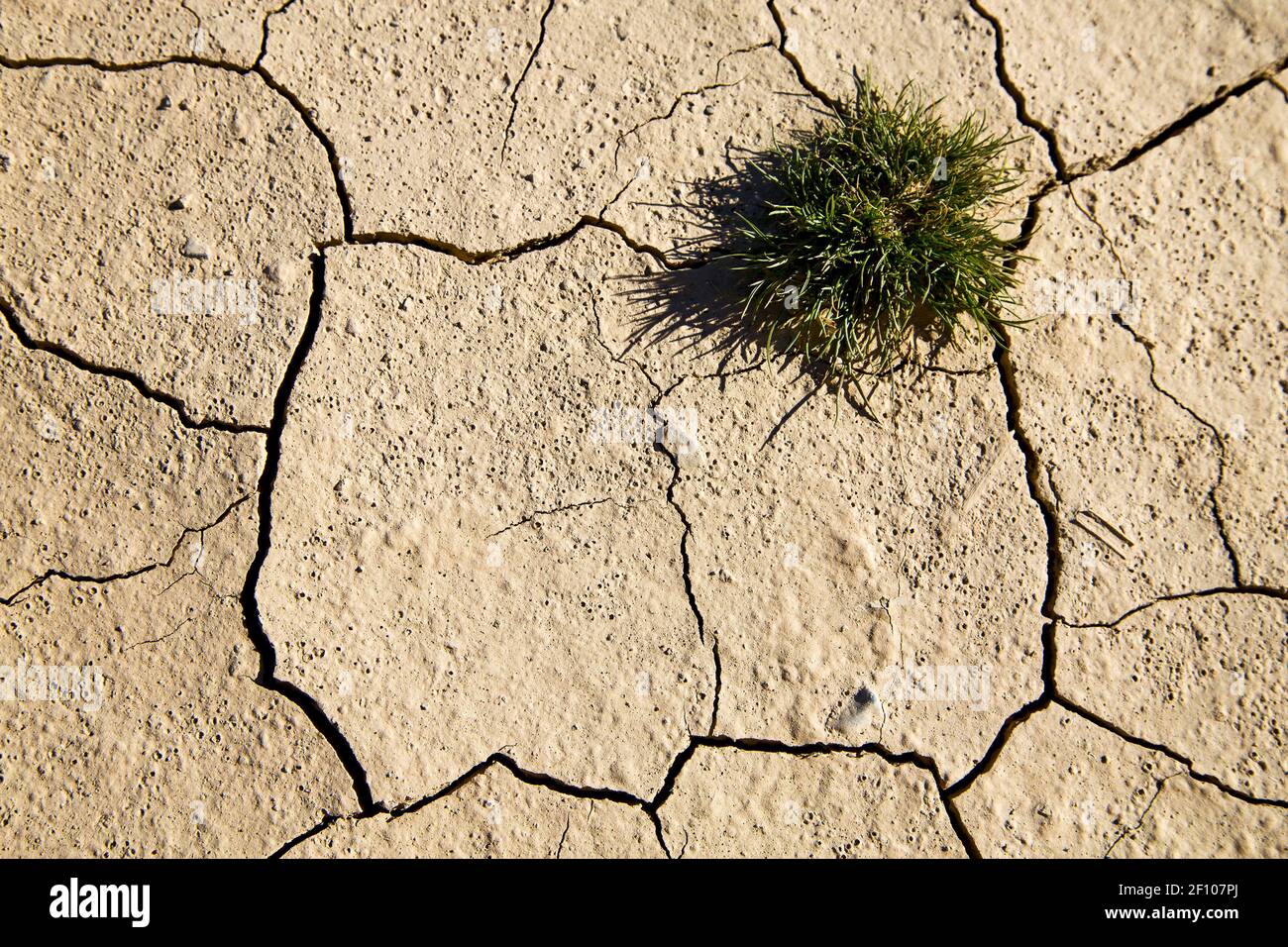 Brown dry sand sahara desert bush Stock Photo - Alamy