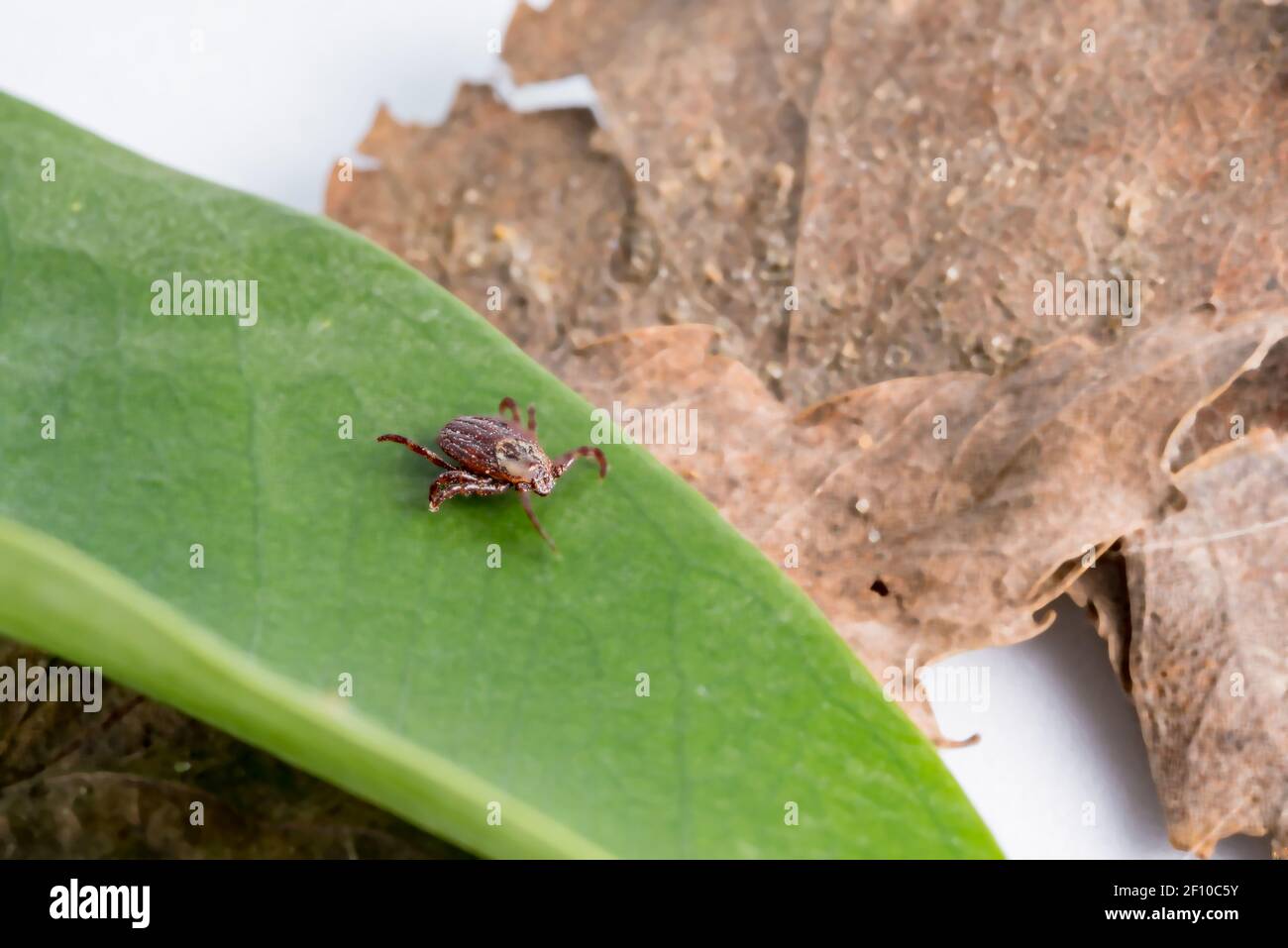 Tick on a leaf. A close-up of the disease-carrying parasite like tick ...