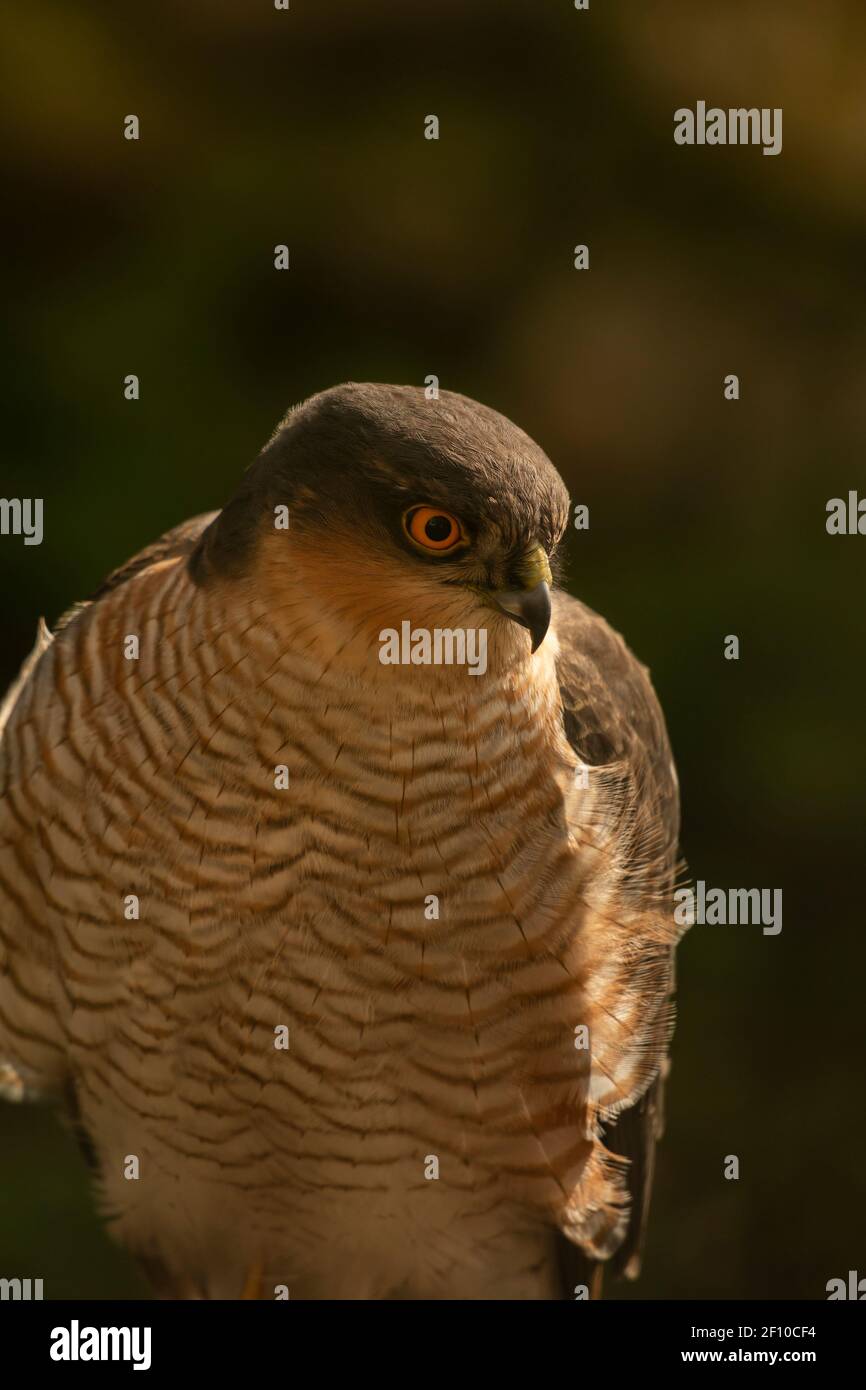 Sparrow hawk hi-res stock photography and images - Alamy