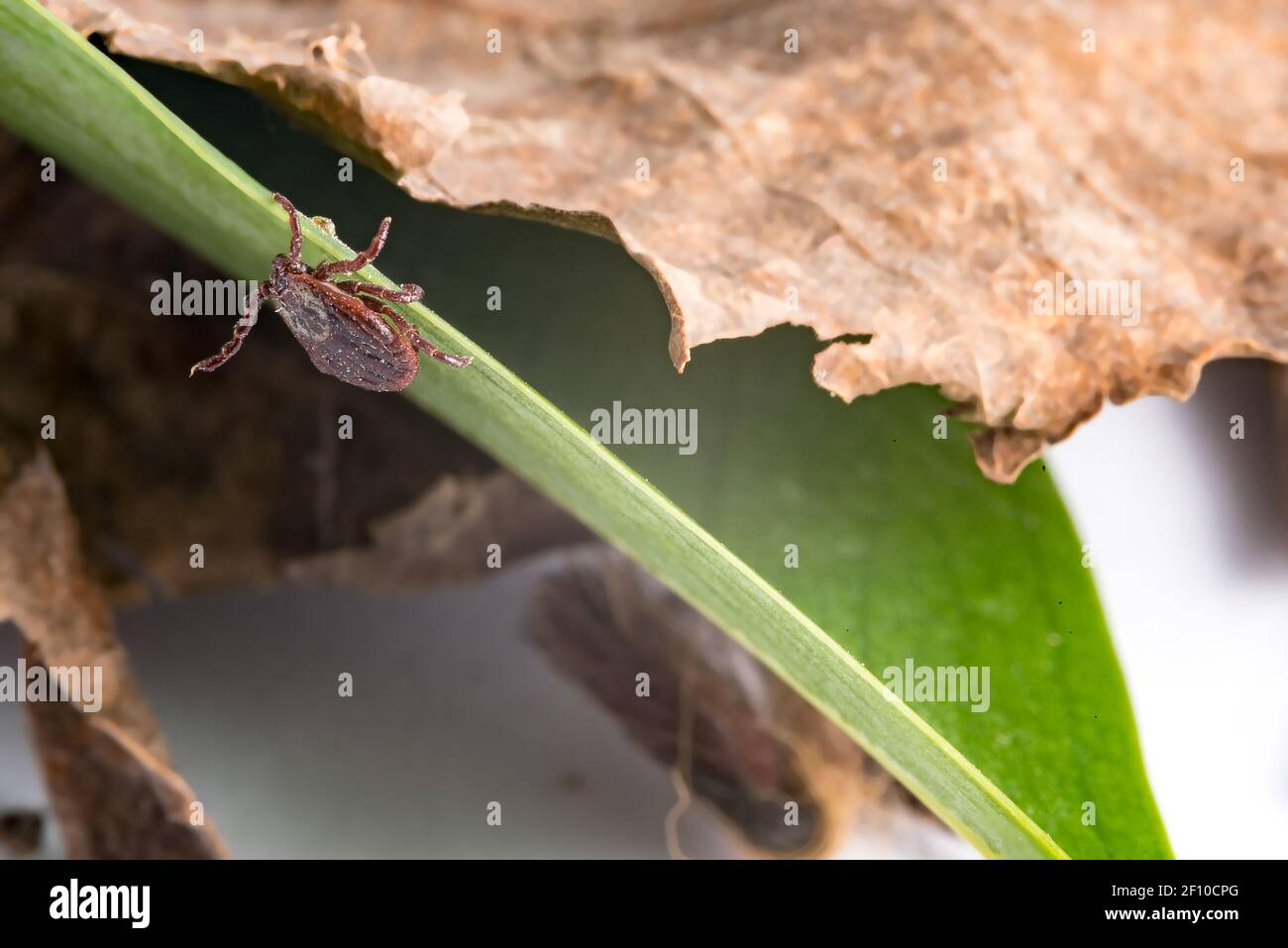 Tick on a leaf. A close-up of the disease-carrying parasite like tick ...
