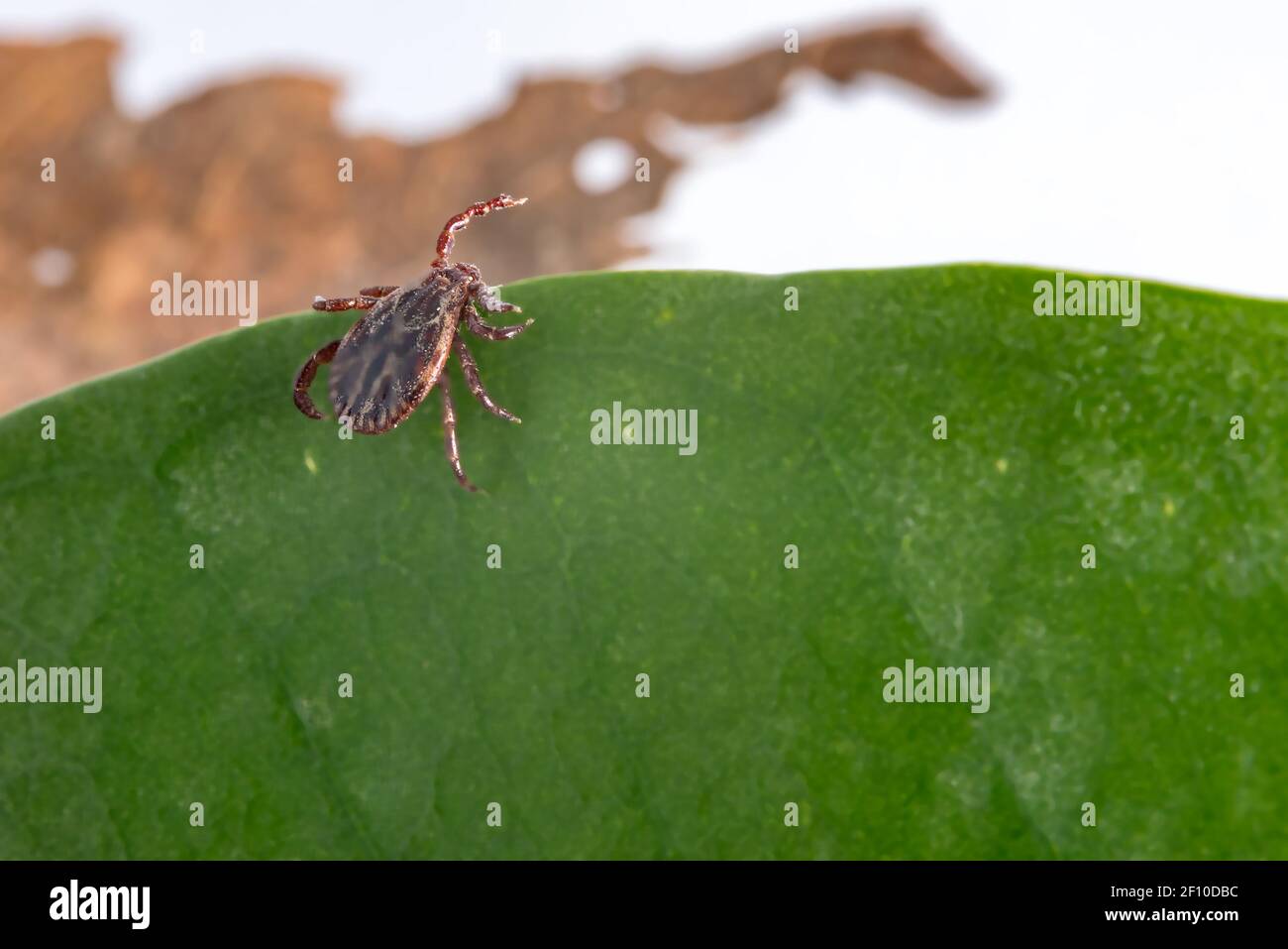 Tick on a leaf. A close-up of the disease-carrying parasite like tick ...
