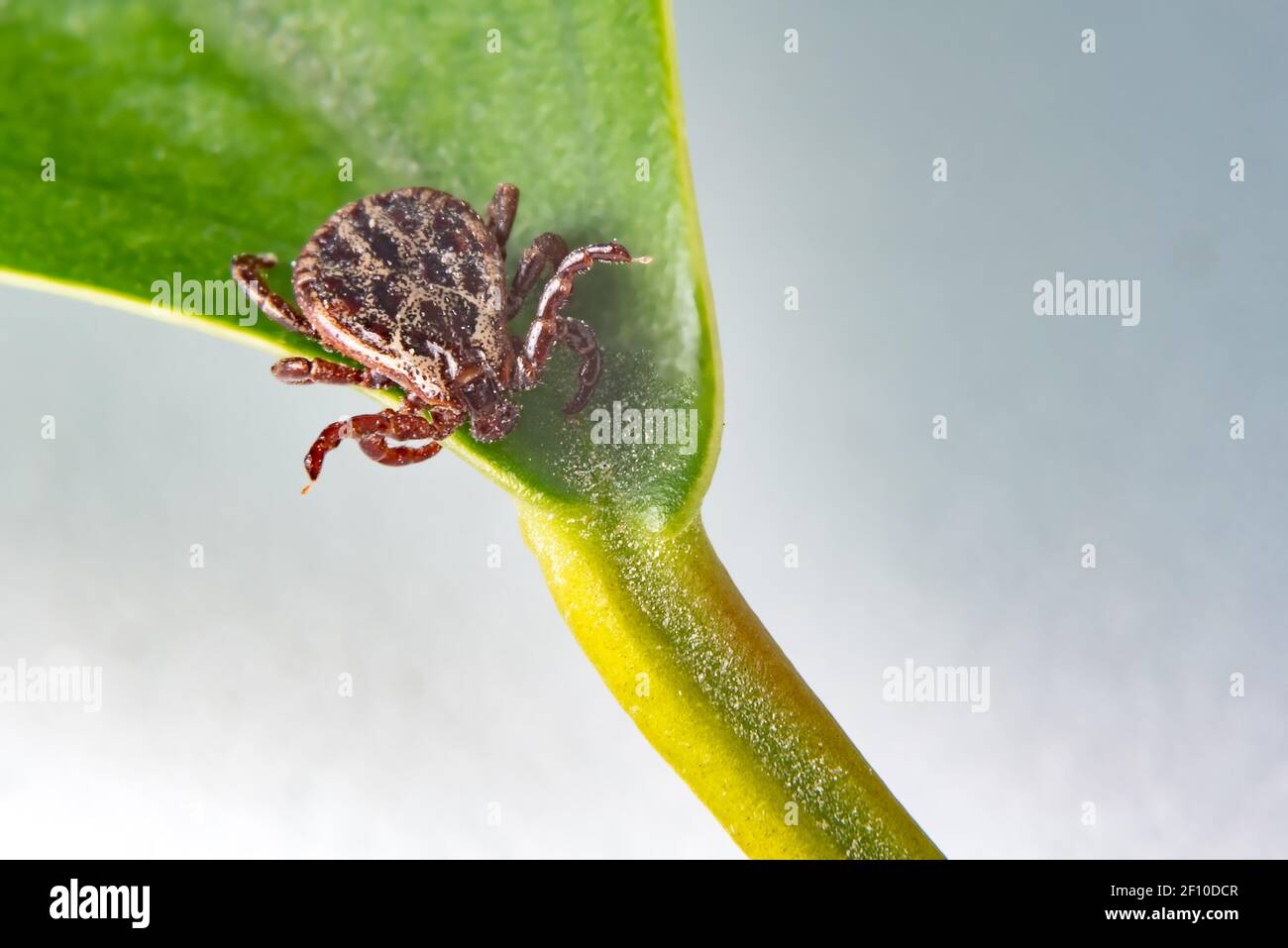Tick on a leaf. A close-up of the disease-carrying parasite like tick ...