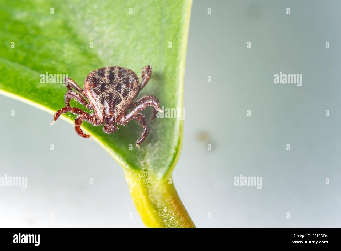 Tick on a leaf. A close-up of the disease-carrying parasite like tick ...