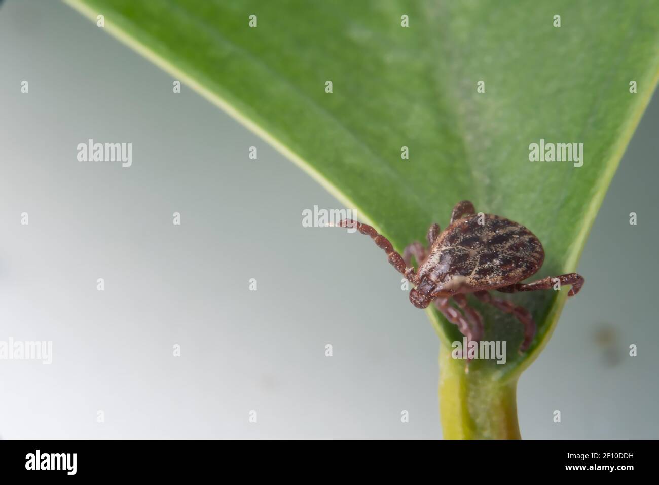 Close-up of a tick on the leaves. An insect that is dangerous to humans ...