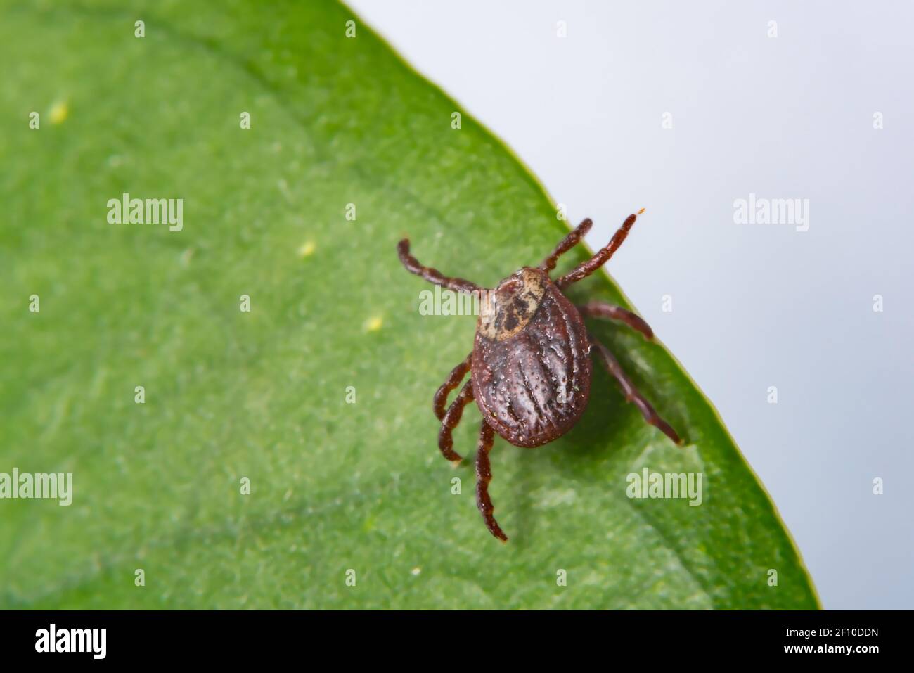 Tick on a leaf. A close-up of the disease-carrying parasite like tick ...