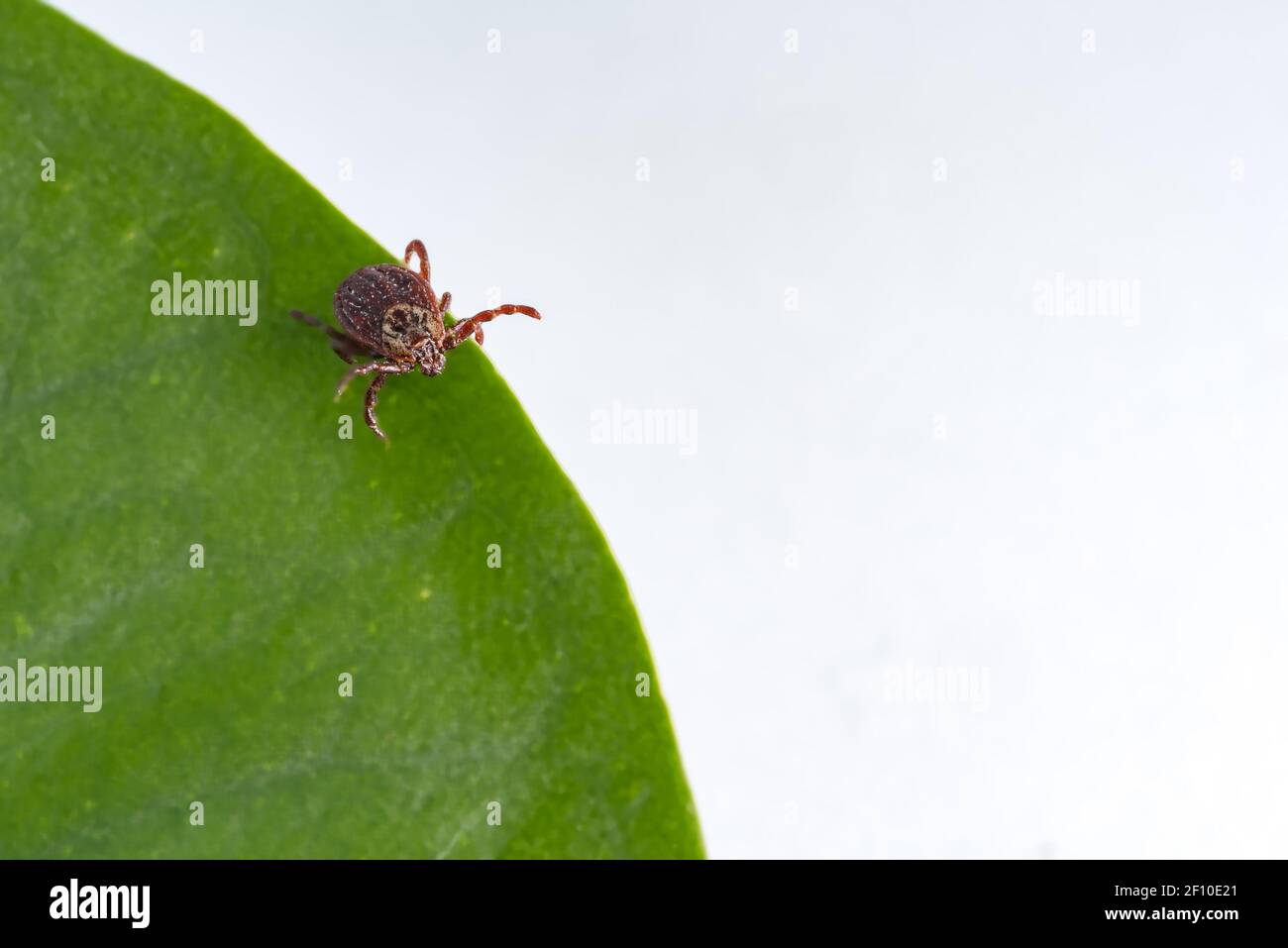 Tick on a leaf. A close-up of the disease-carrying parasite like tick ...