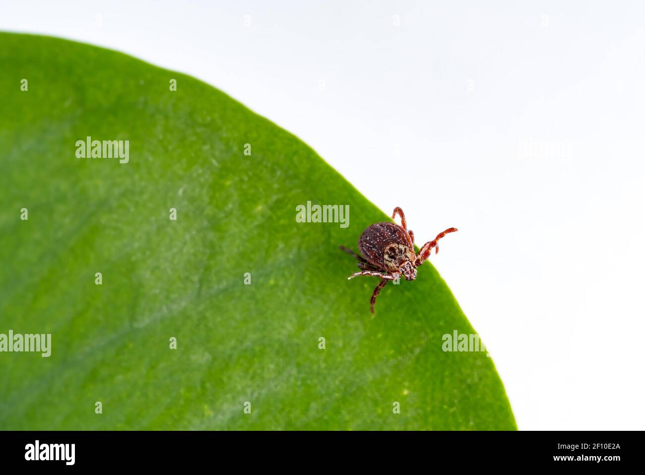 Tick on a leaf. A close-up of the disease-carrying parasite like tick ...
