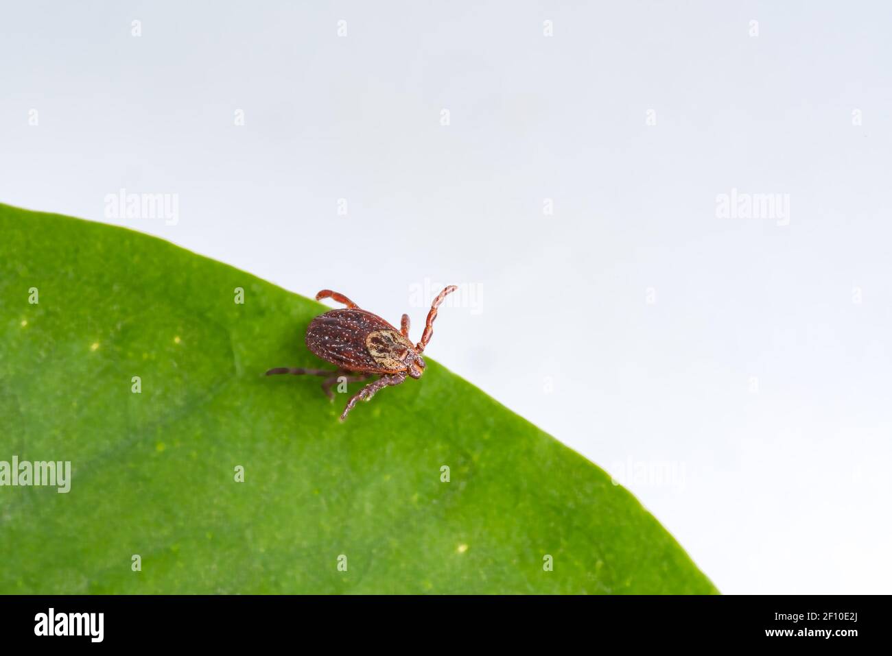Tick on a leaf. A close-up of the disease-carrying parasite like tick ...