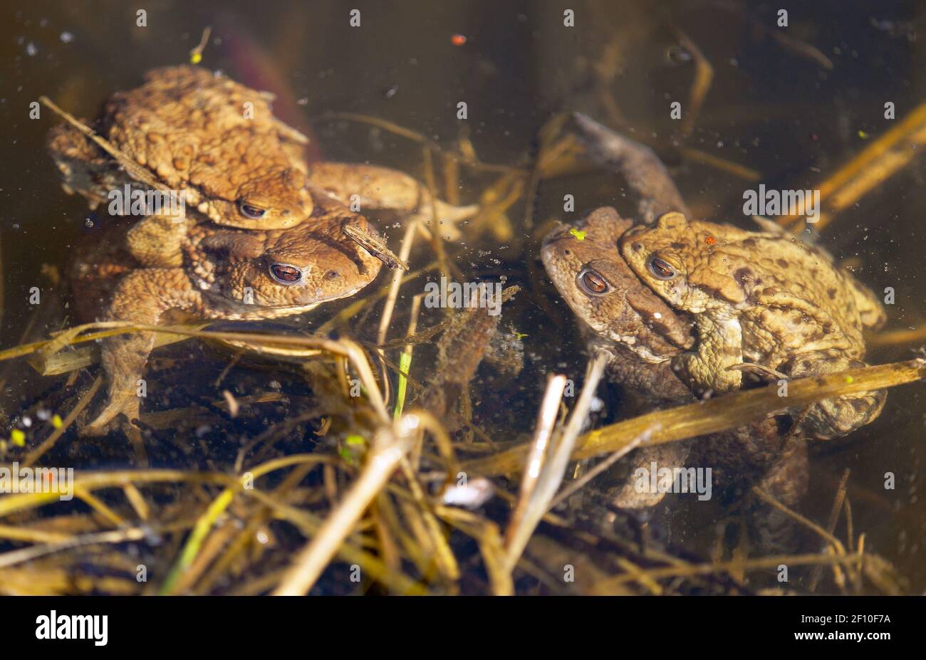 Toads mating in water hi-res stock photography and images - Alamy