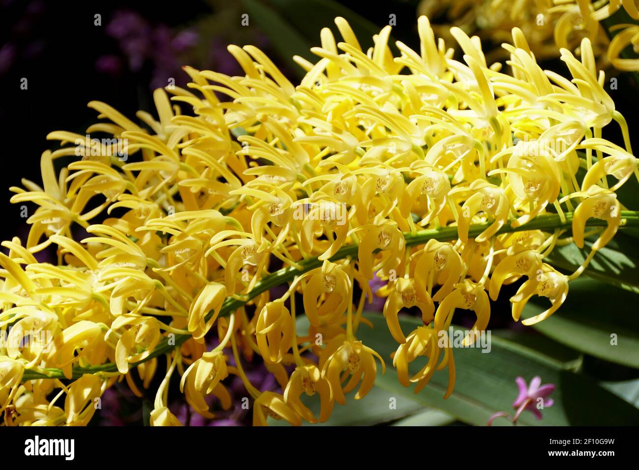 The cluster of the tiny yellow Dendrobium Speciosum orchid flowers from ...