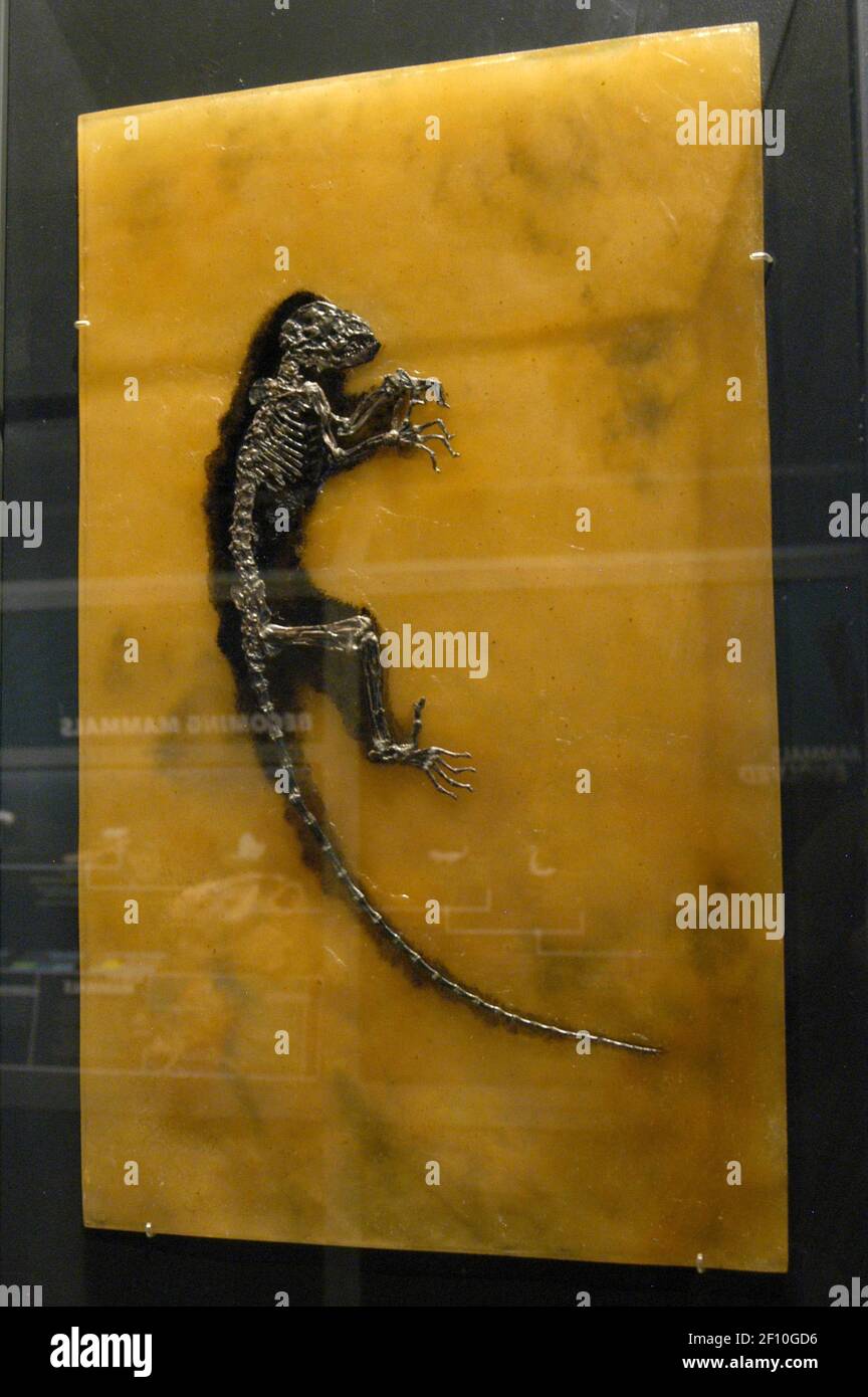 22 May 2009 - New York, NY - A cast of a 47 Million year old fossil ...