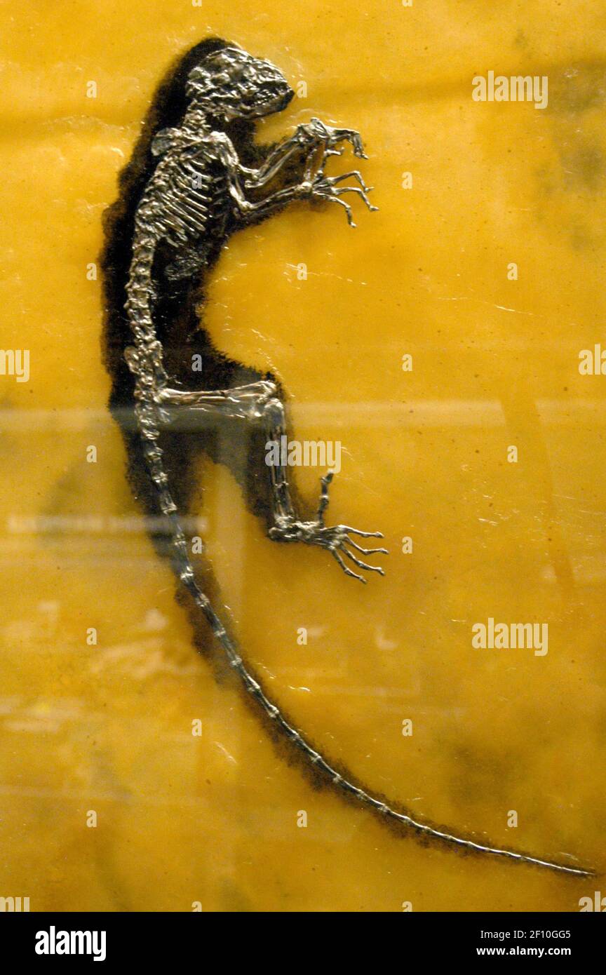 22 May 2009 - New York, NY - A cast of a 47 Million year old fossil ...