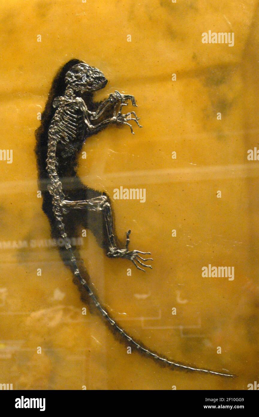 22 May 2009 - New York, NY - A cast of a 47 Million year old fossil ...