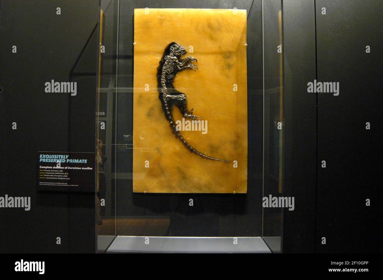 22 May 2009 - New York, NY - A cast of a 47 Million year old fossil ...