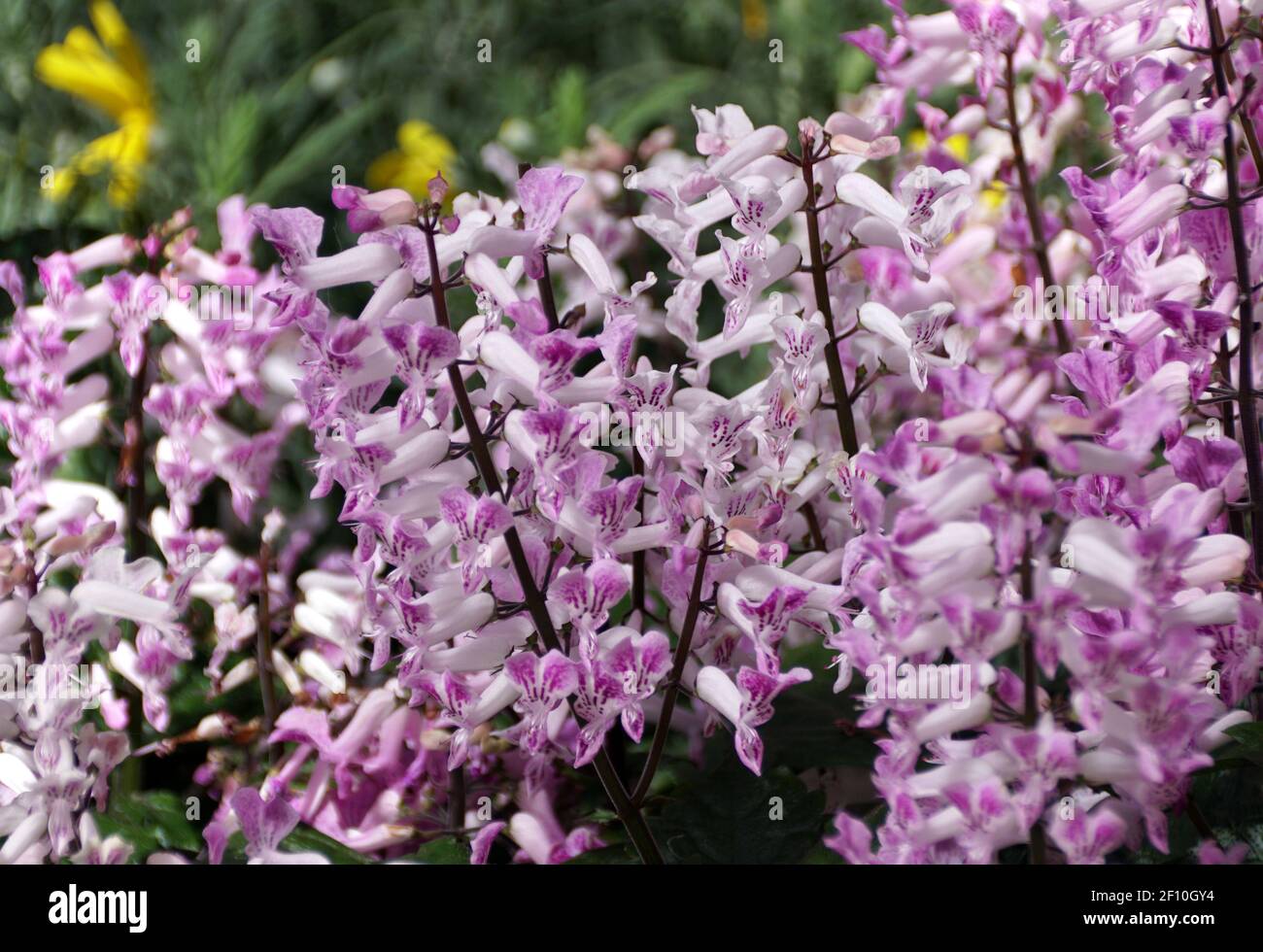 Beautiful purple clusters of Spurflower 'Velvet Lady' with scientific ...