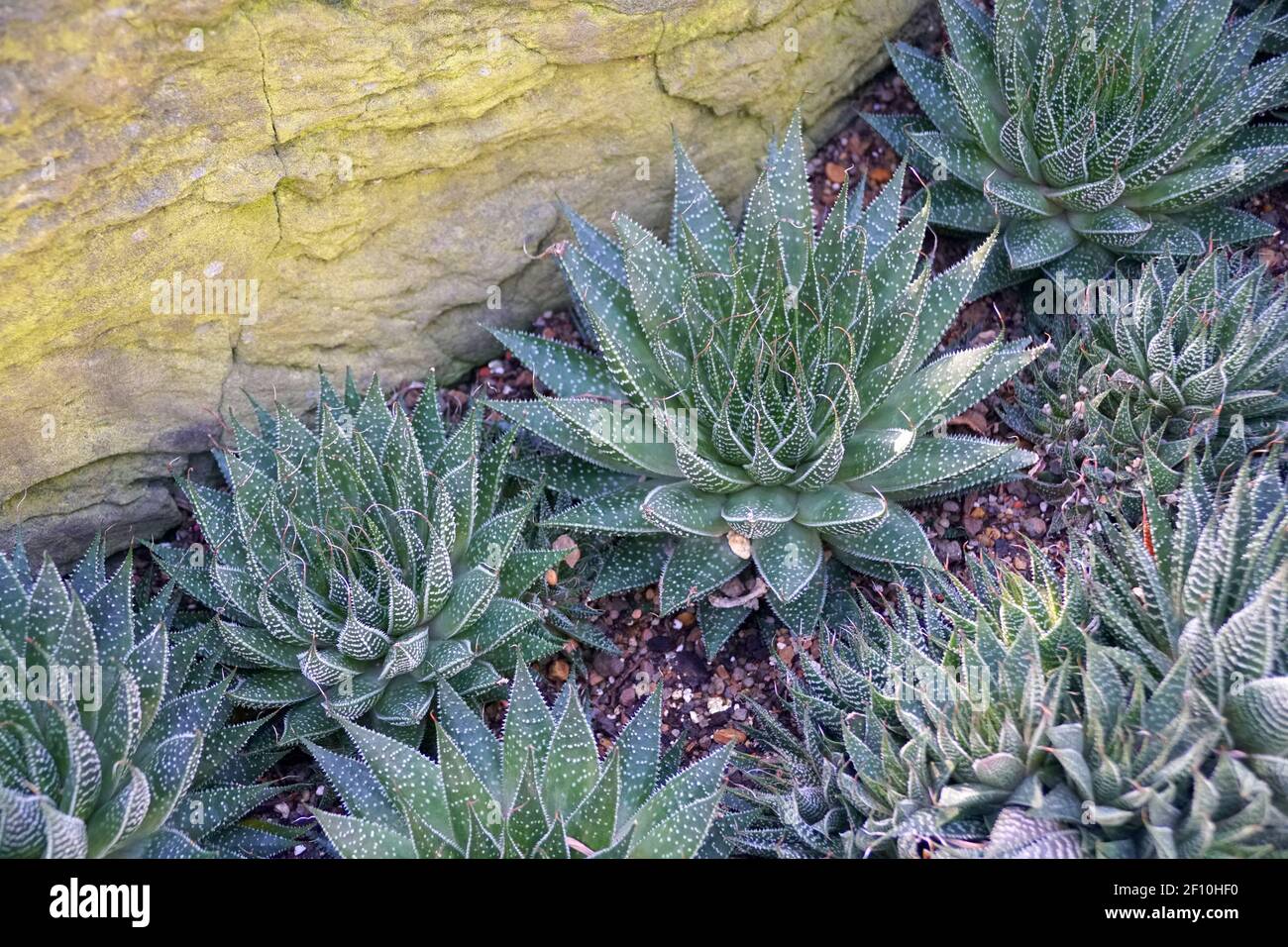 Lace Aloe plants growing around rocks in the desert of South Africa ...