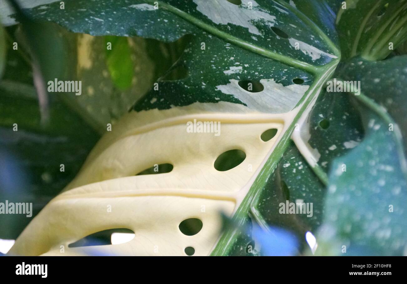 Monstera deliciosa variegated hi-res stock photography and images - Alamy