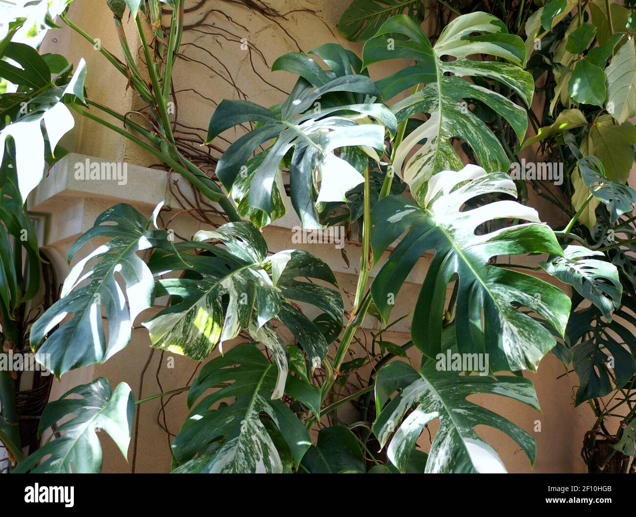 A big tree of a variegated Monstera Deliciosa, with beautiful white and ...