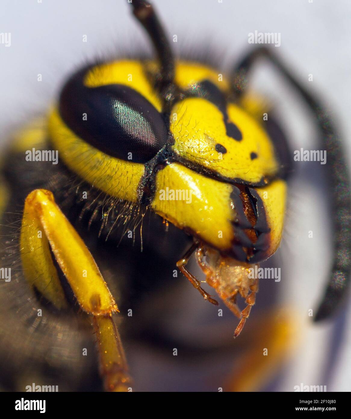 European common wasp German wasp or German yellow jacket isolated on ...