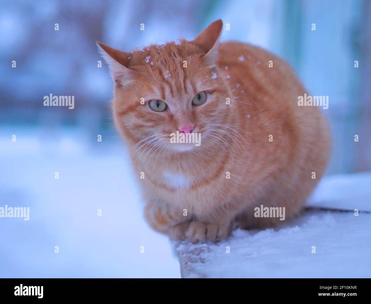 Furry cat on snowy frosty winter day Stock Photo - Alamy