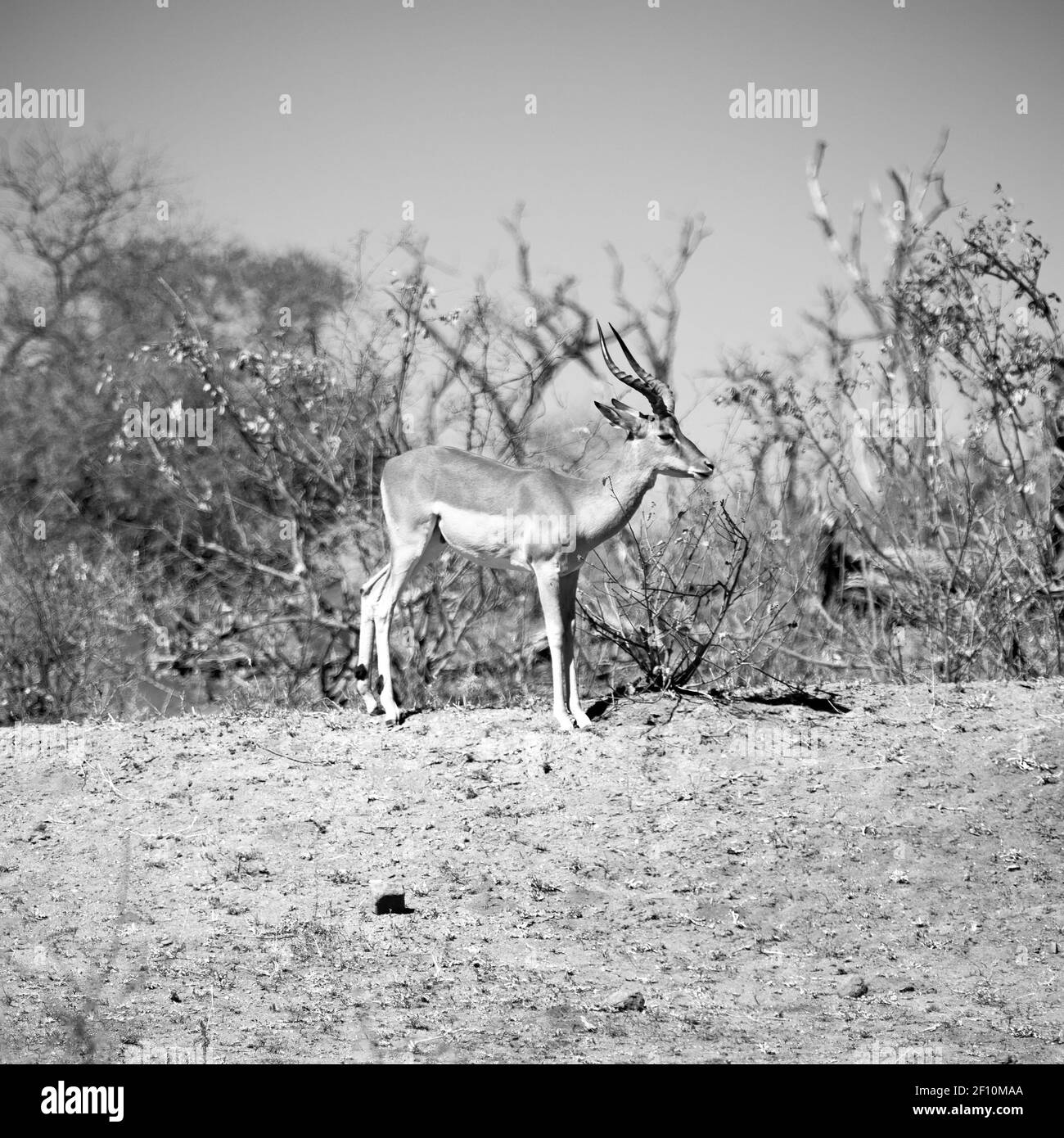 Winter savanna Black and White Stock Photos & Images - Alamy