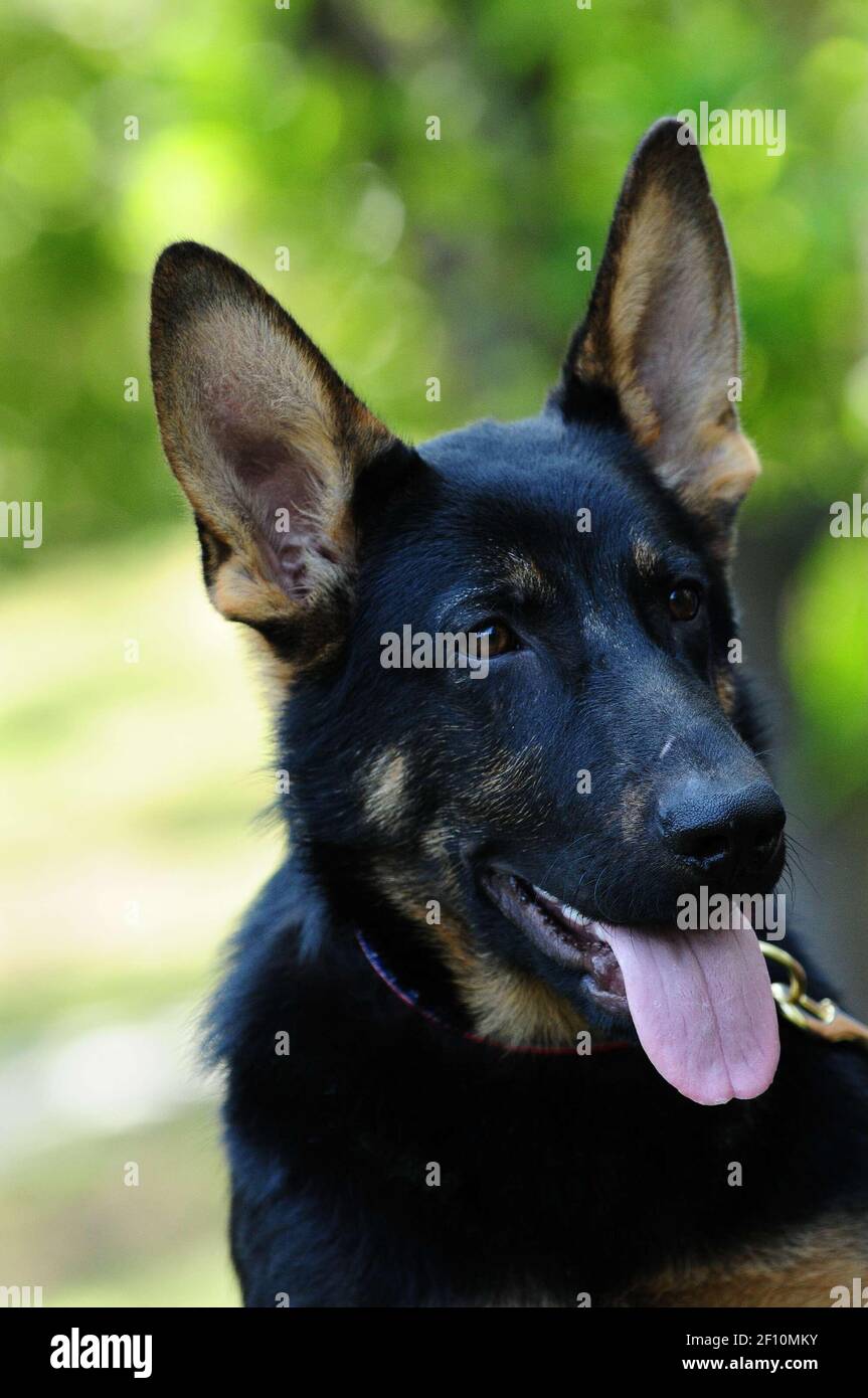 17 June 2009, Los Angeles, CA. Retired Police Officer James Symington ...