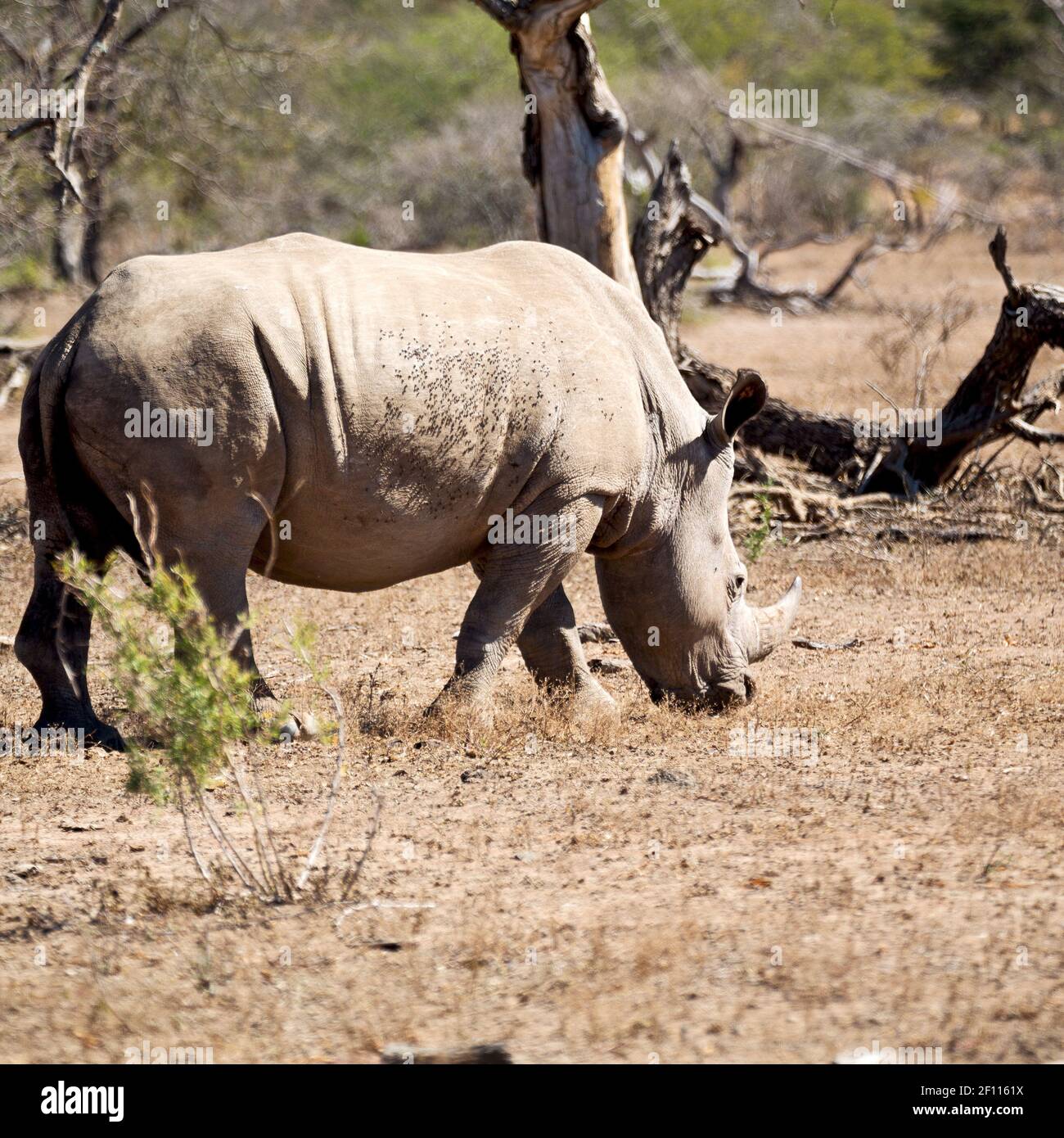 In south africa wildlife reserve and rhinoceros Stock Photo - Alamy