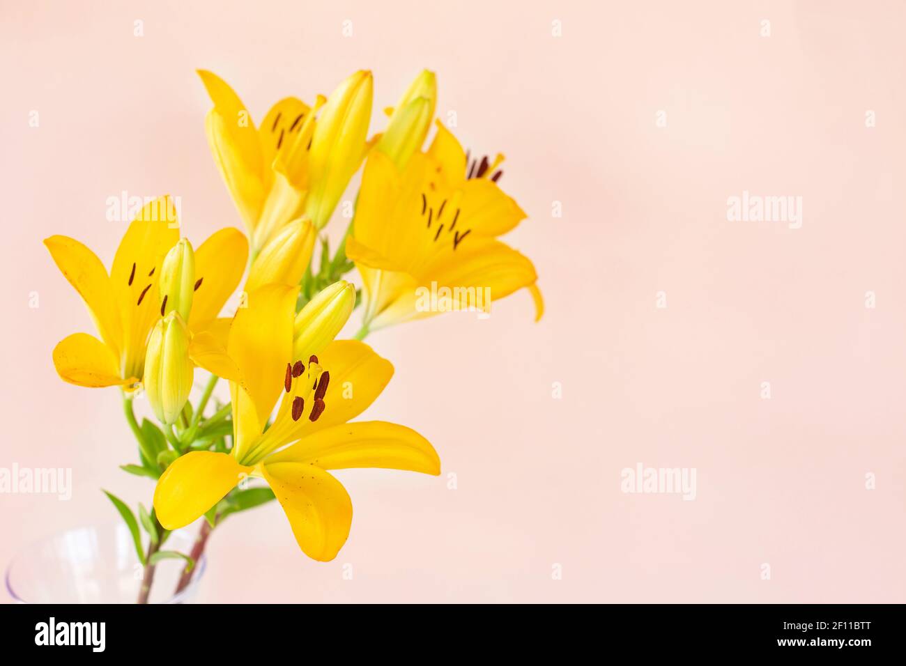 Big yellow flowers lilies on light background. copy space. Floral ...