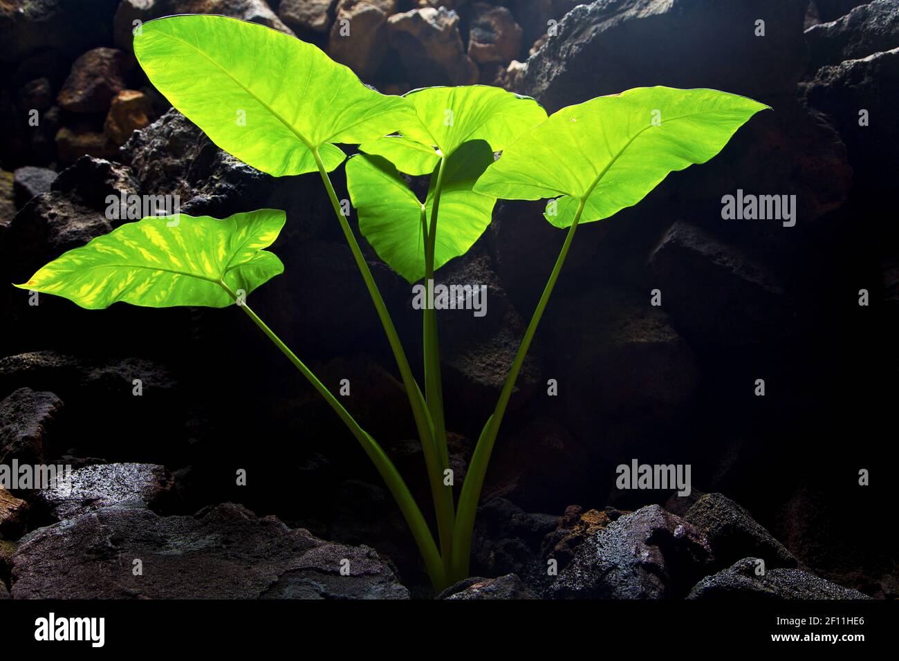 In the light abstract leaf and his Stock Photo - Alamy