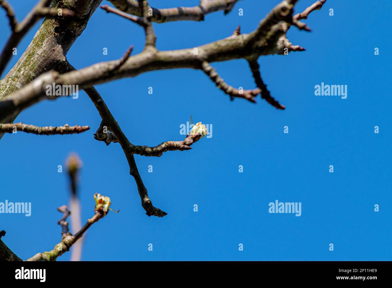 pear tree spring time growing new leafs Stock Photo - Alamy