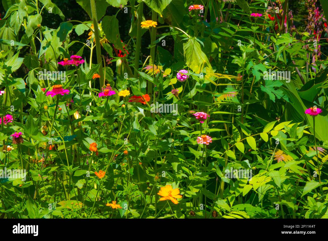 A patch of colorful flowers with green foliage background Stock Photo ...