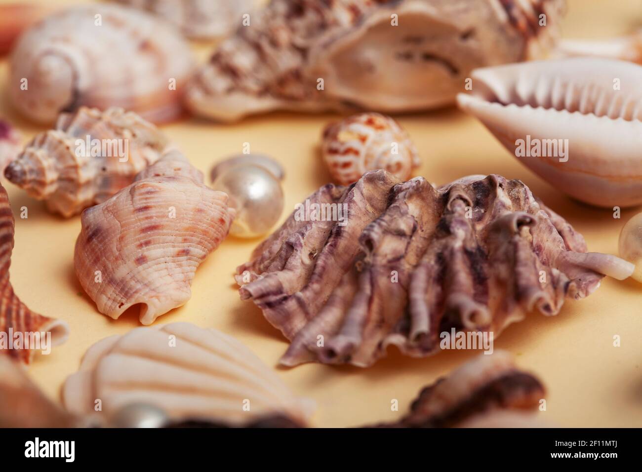 a lot of different empty sea shells on yellow background, macro details ...