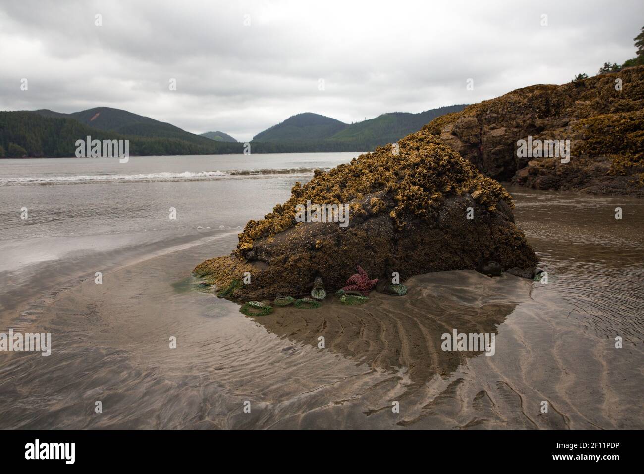 Starfish on a rock at san josef bay in cape scott provincial park Stock ...