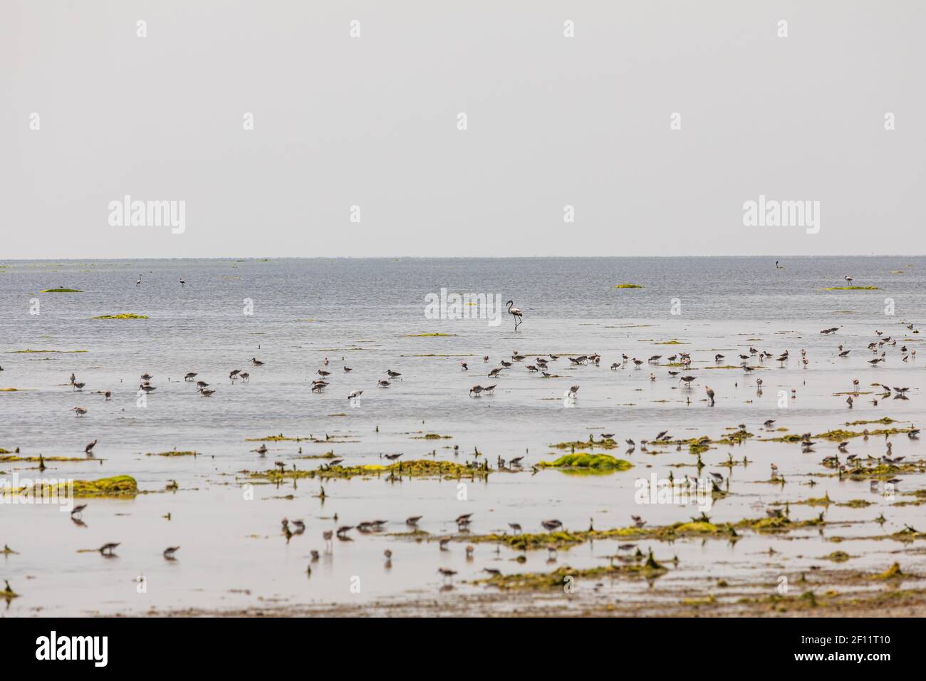 Middle East, Arabian Peninsula, Oman, Al Batinah South, Mahout ...