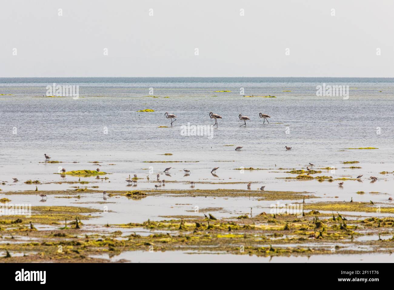 Middle East, Arabian Peninsula, Oman, Al Batinah South, Mahout ...