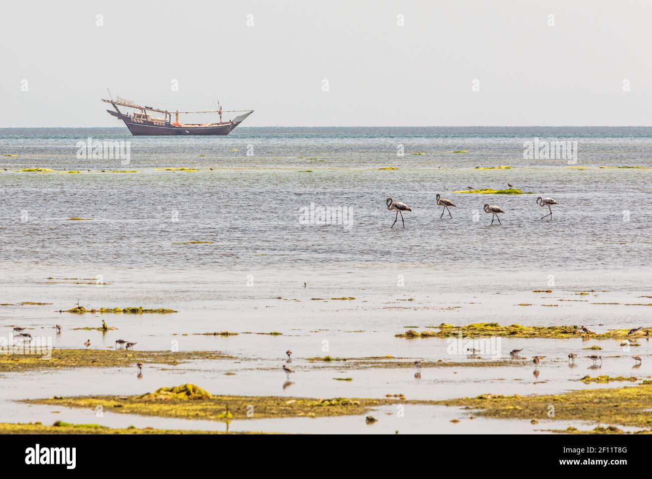 Middle East, Arabian Peninsula, Oman, Al Batinah South, Mahout ...