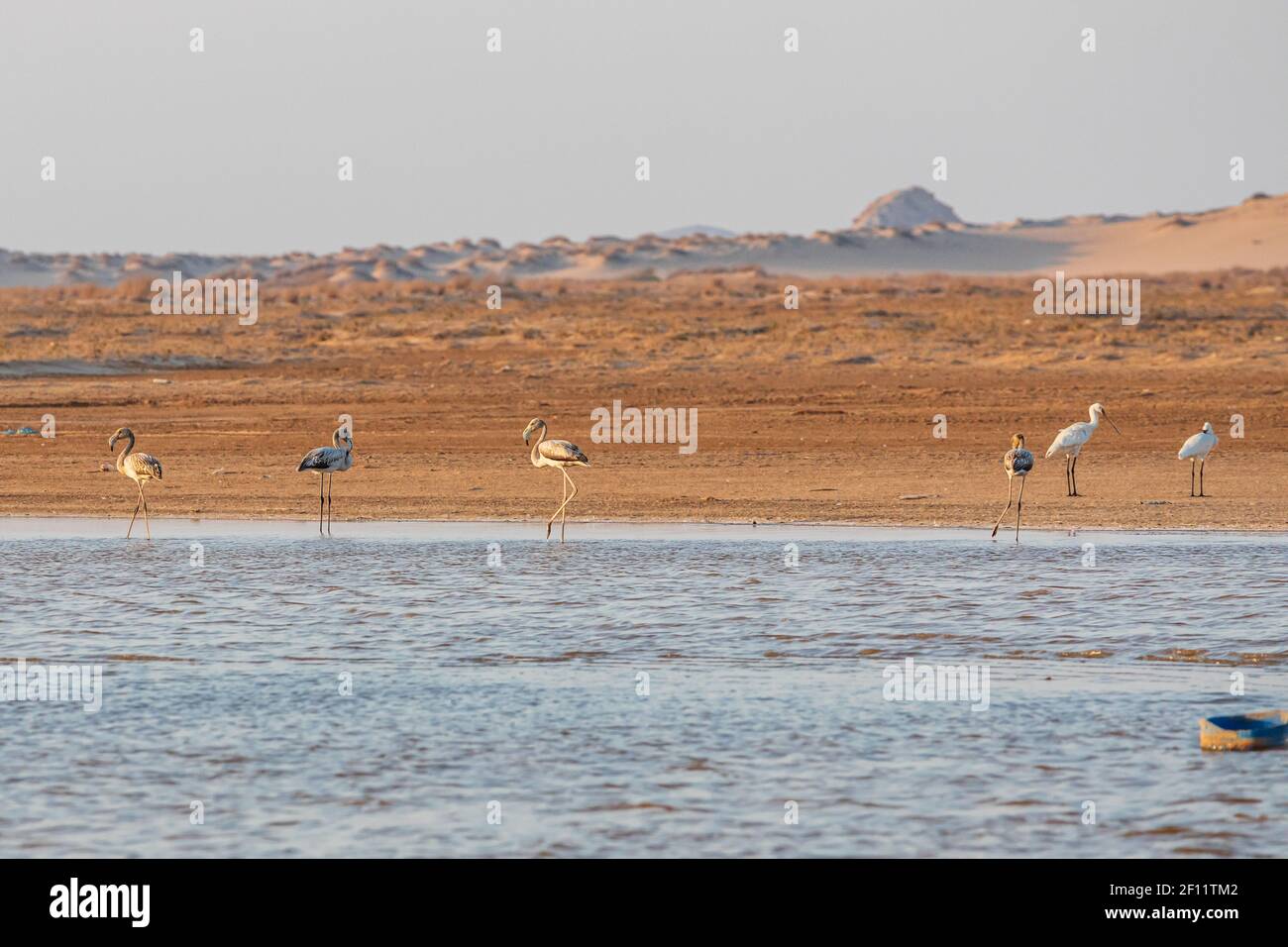 Middle East, Arabian Peninsula, Oman, Ash Sharqiyah South, Jaalan Bani ...