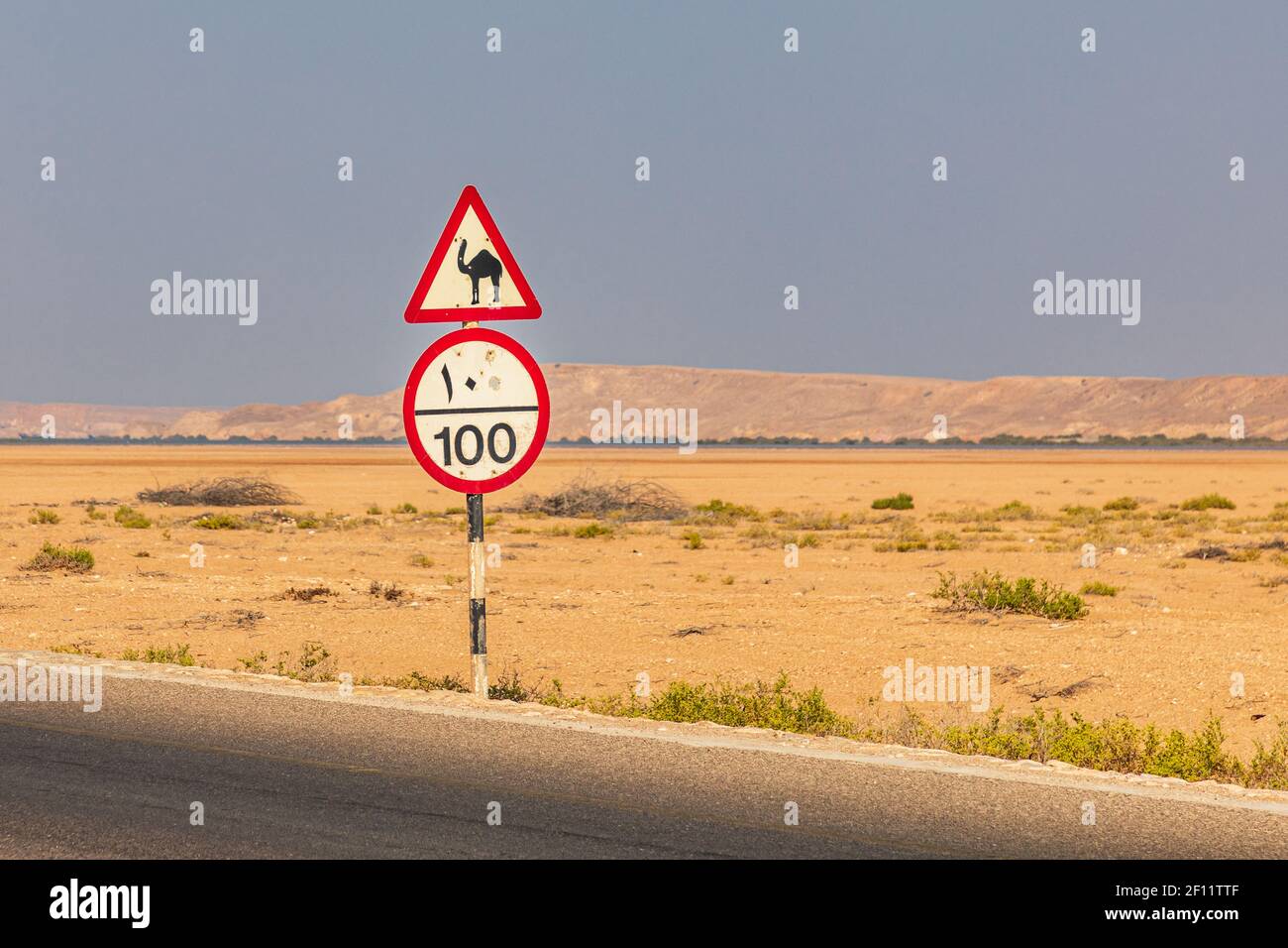 Middle East, Arabian Peninsula, Oman, Al Batinah South, Sur. Camel ...